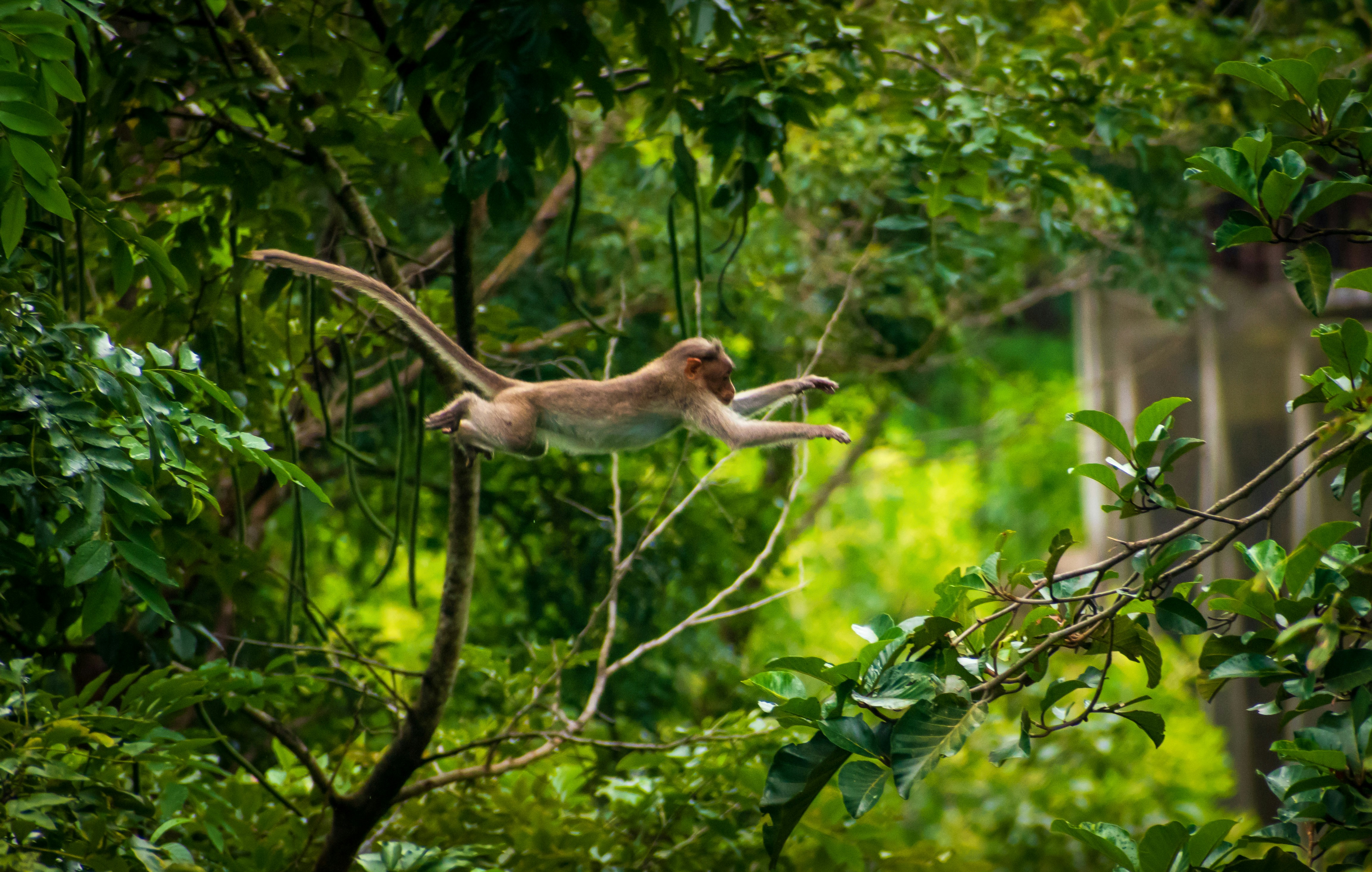 Un singe suspendu à une branche d’arbre dans une forêt photo – Photo ...