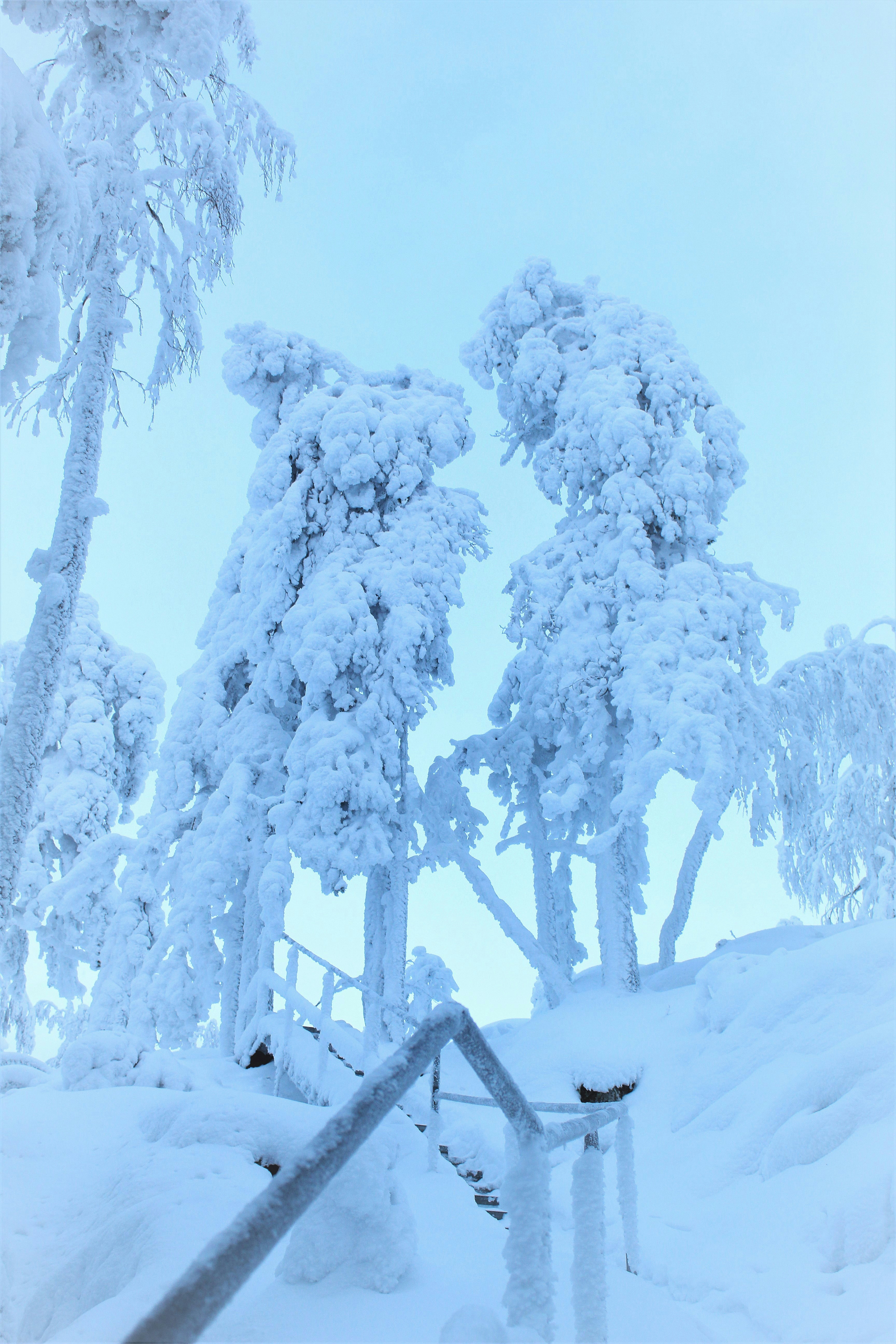 Stairway Through a Frost-Blue Forest