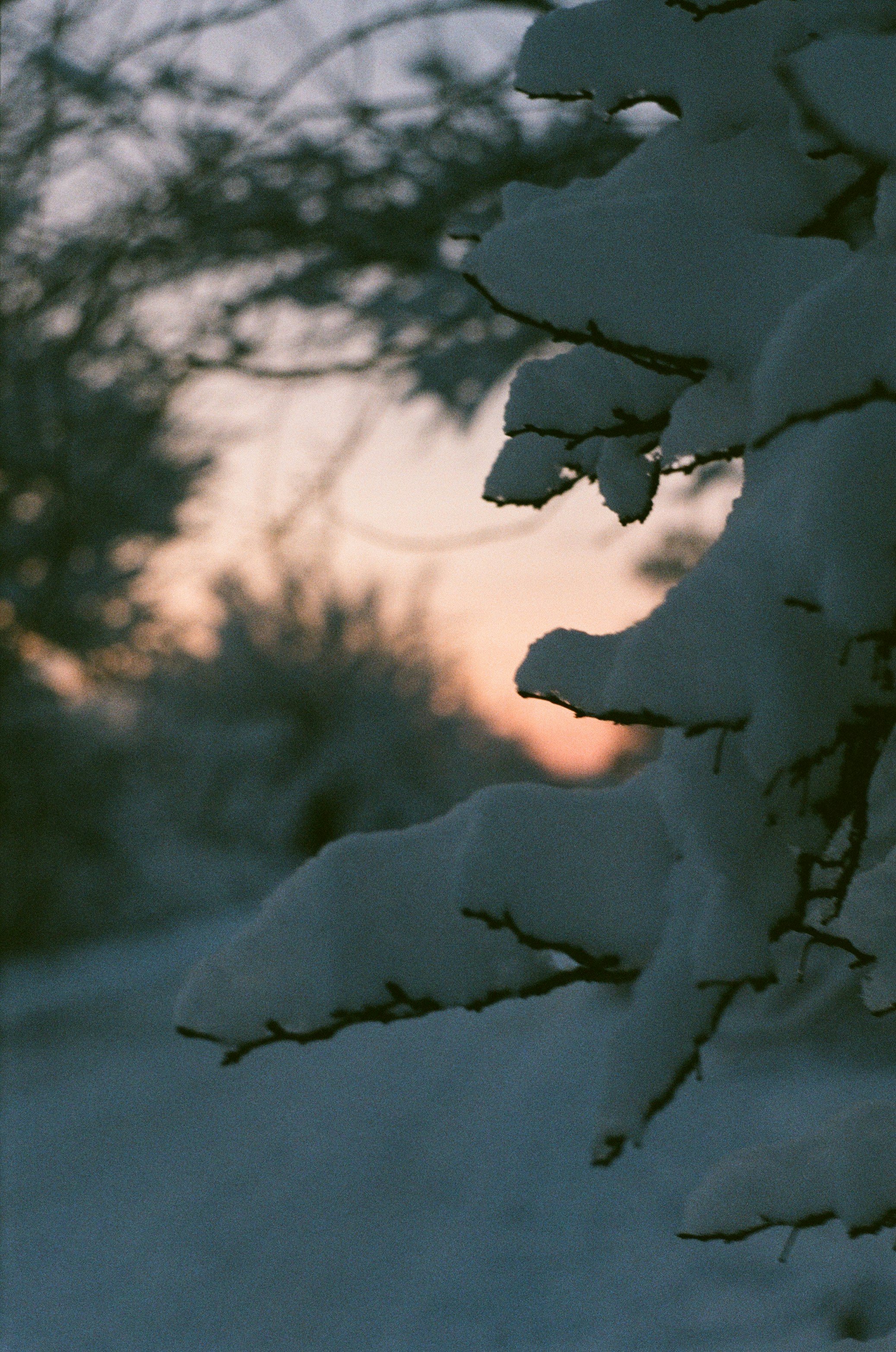 Snow-laden branches frame a soft, pastel sunset in a tranquil winter landscape.