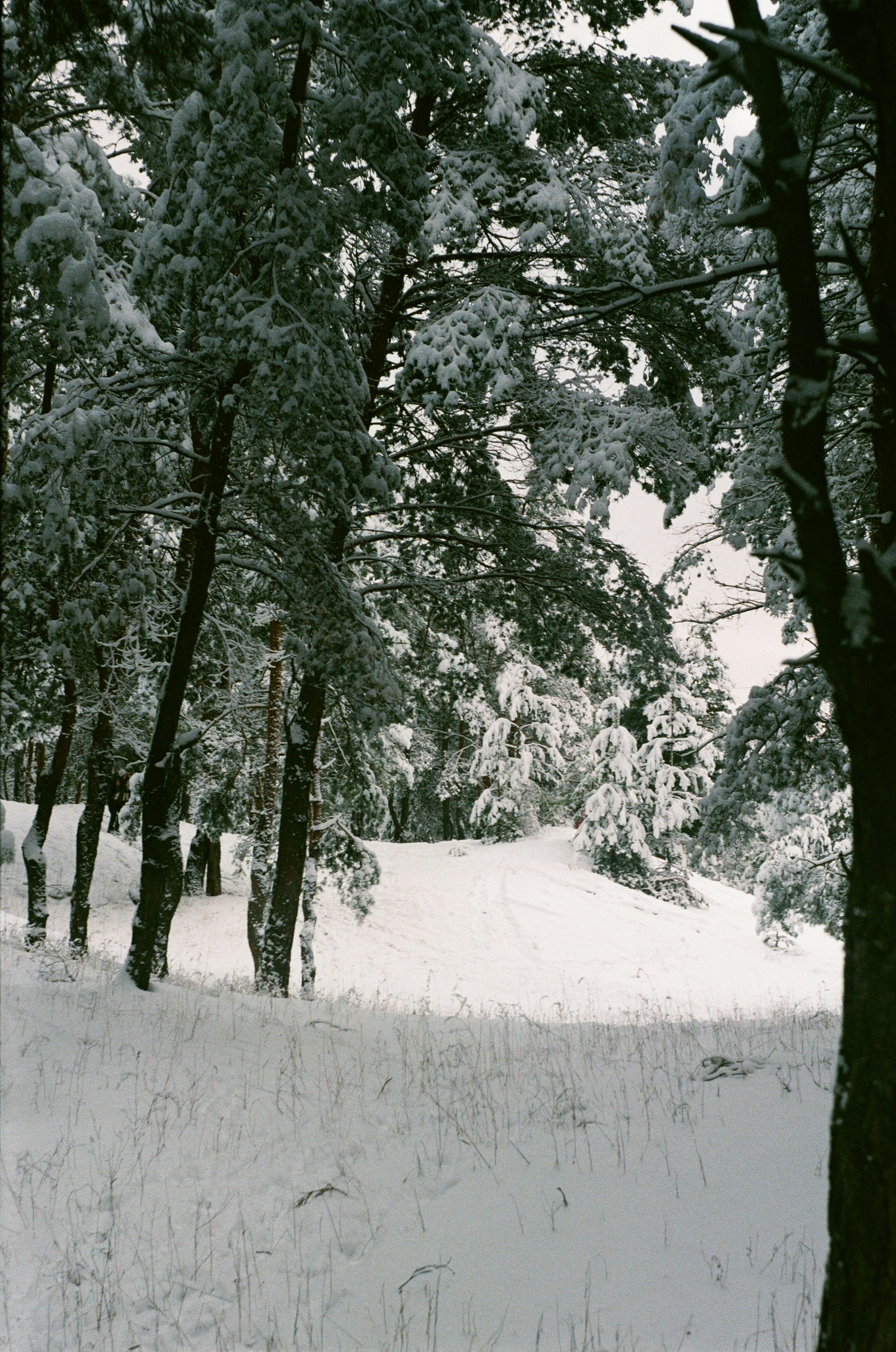 Snow-covered pines frame a narrow path winding toward pale winter light beyond the forest.