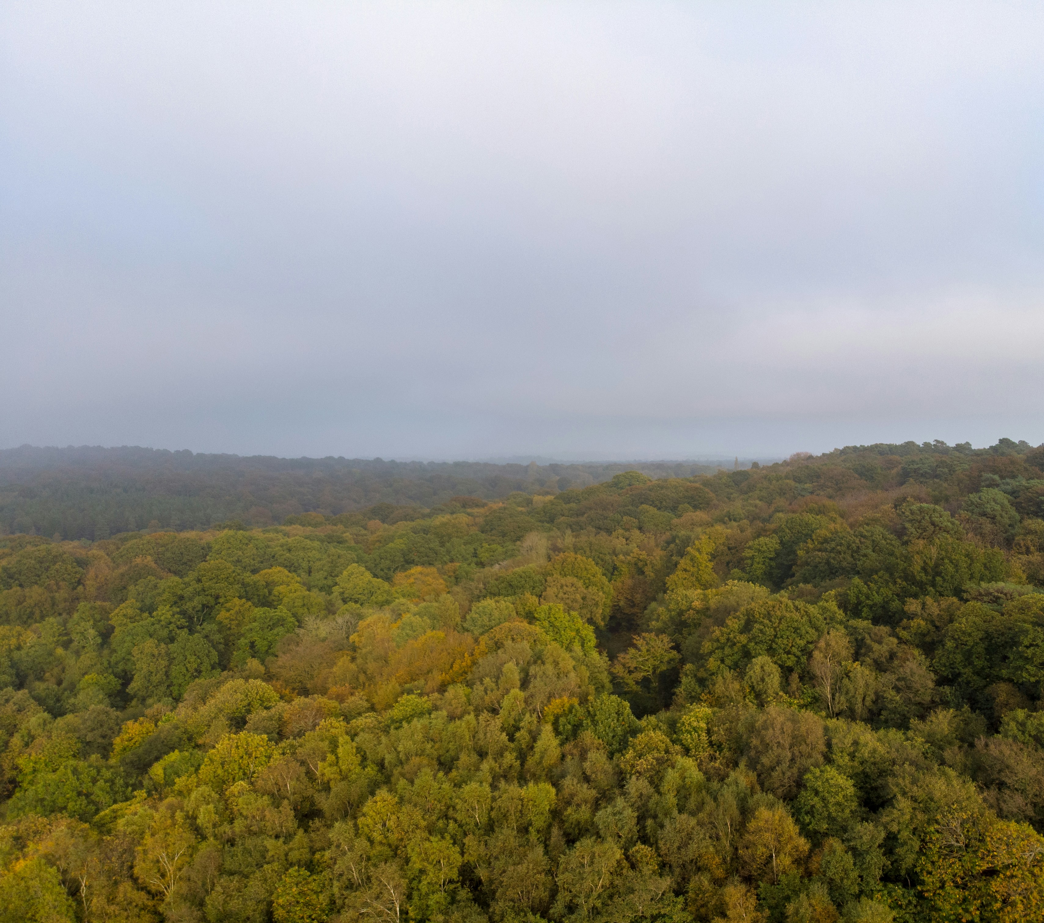 Forest View Pictures | Download Free Images on Unsplash