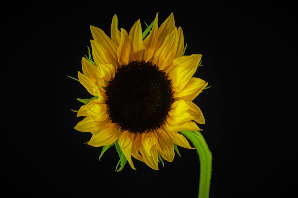 Foto zum Thema Eine große Sonnenblume mit schwarzem Hintergrund ... Foto zum Thema Eine große Sonnenblume mit schwarzem Hintergrund ...