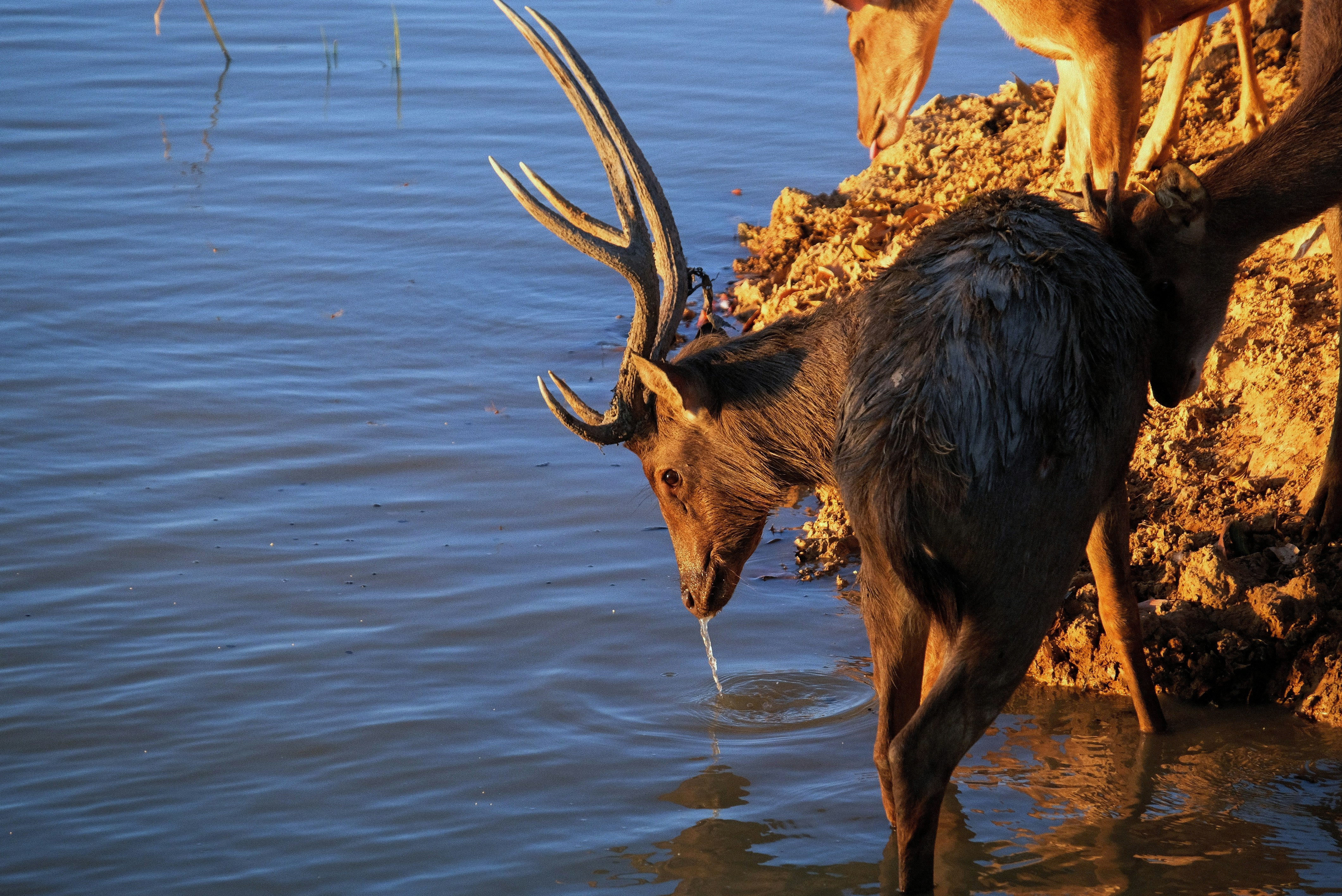 A stag lowers its head to drink at a sunlit shoreline, with rugged bank and calm water forming a warm backdrop.