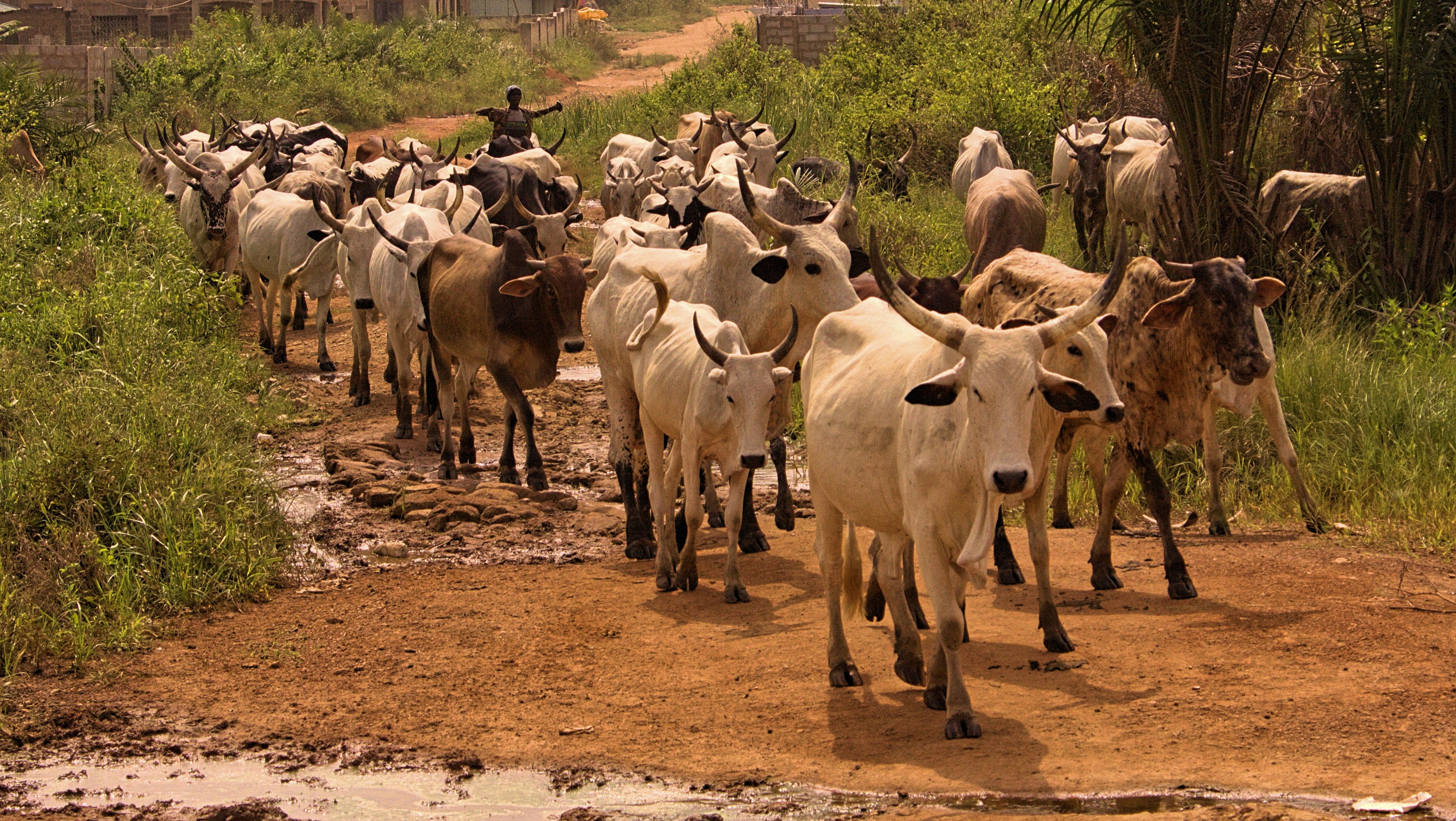 A herd of cattle walking down a dirt road photo – Free Ghana Image on ...