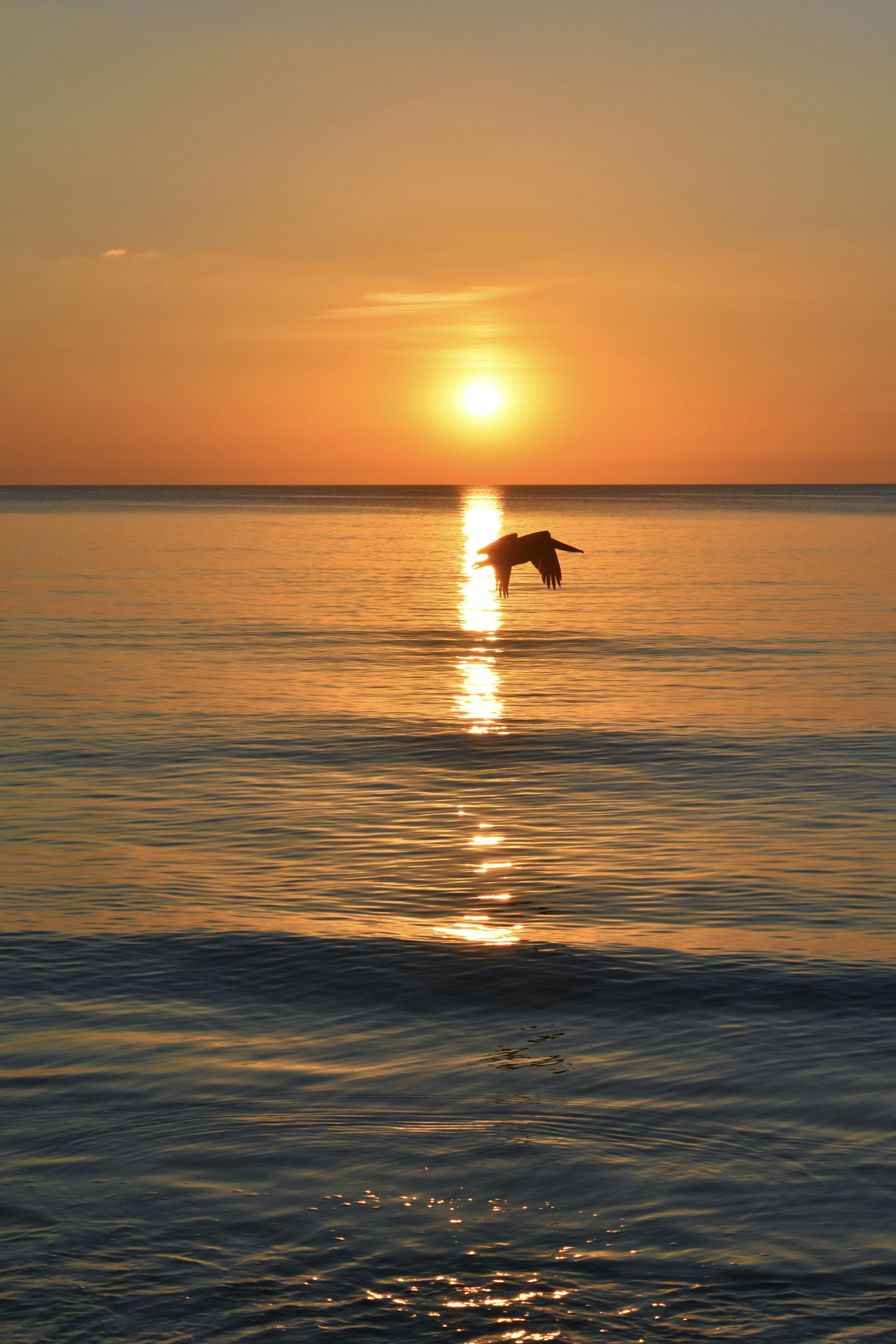 A bird gliding gracefully above the calm sea, silhouetted against a vibrant sunset reflecting on the water's surface.