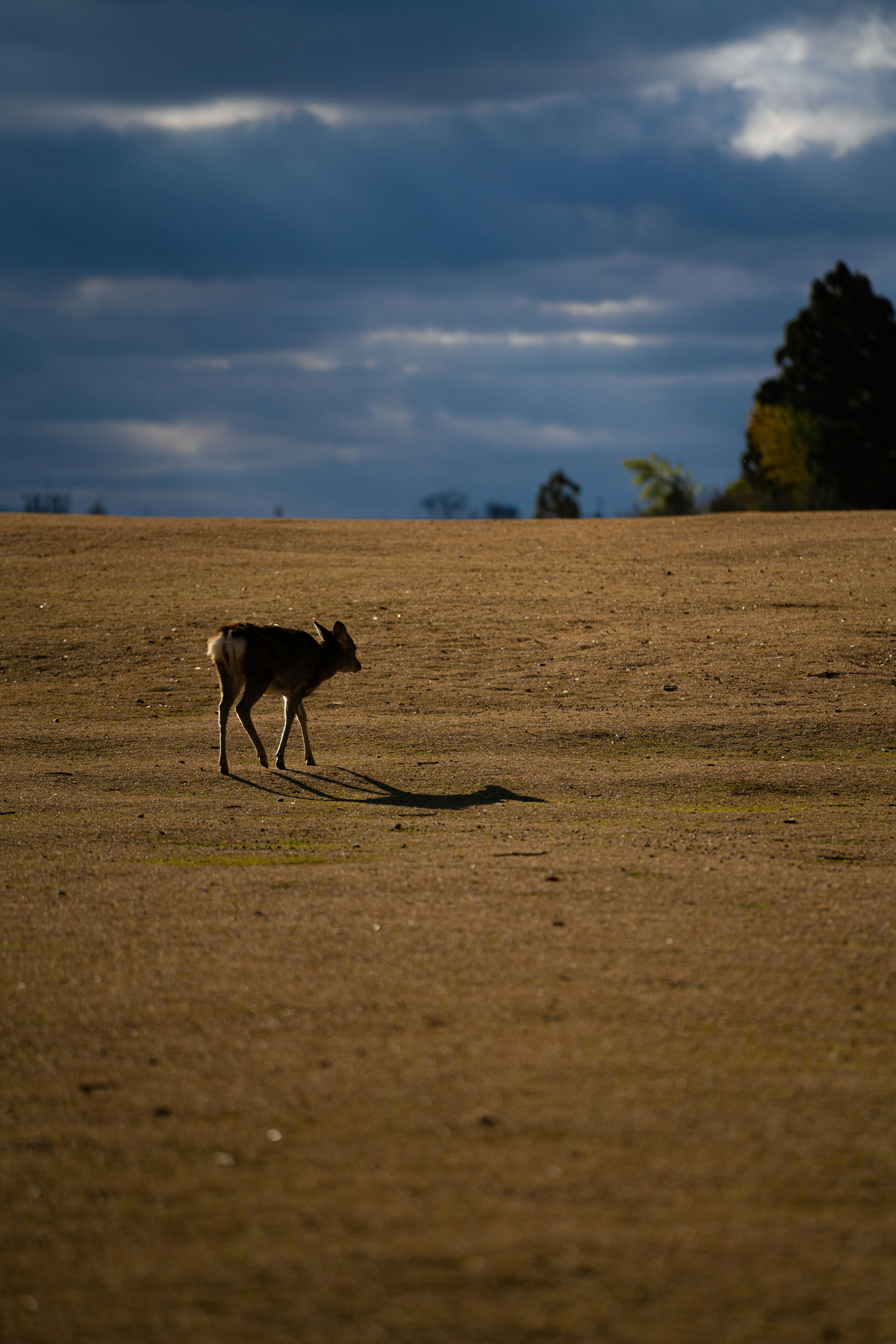 Lonely Coyote in a Sunlit Prairie