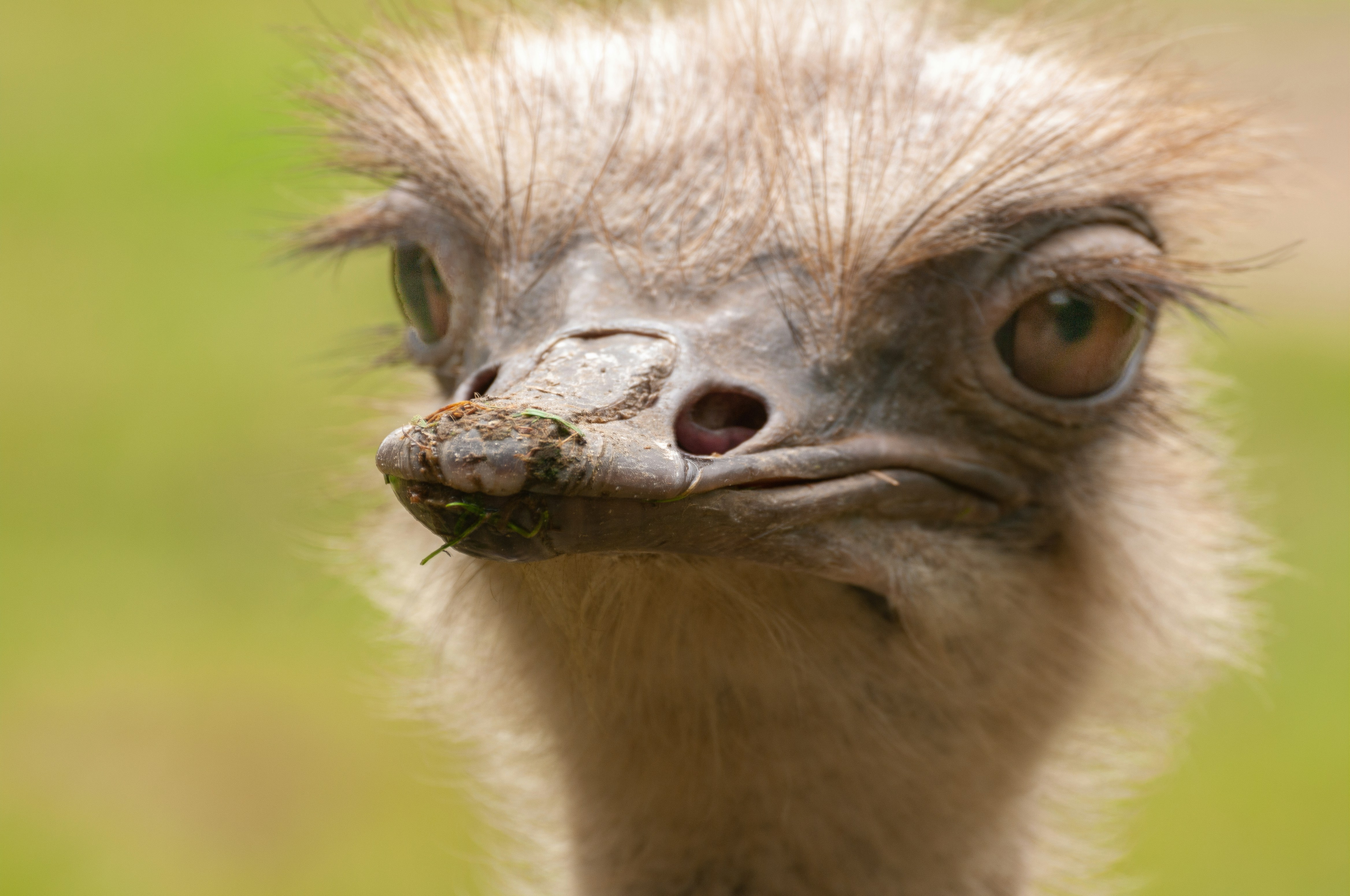 Ostrich With Human Teeth