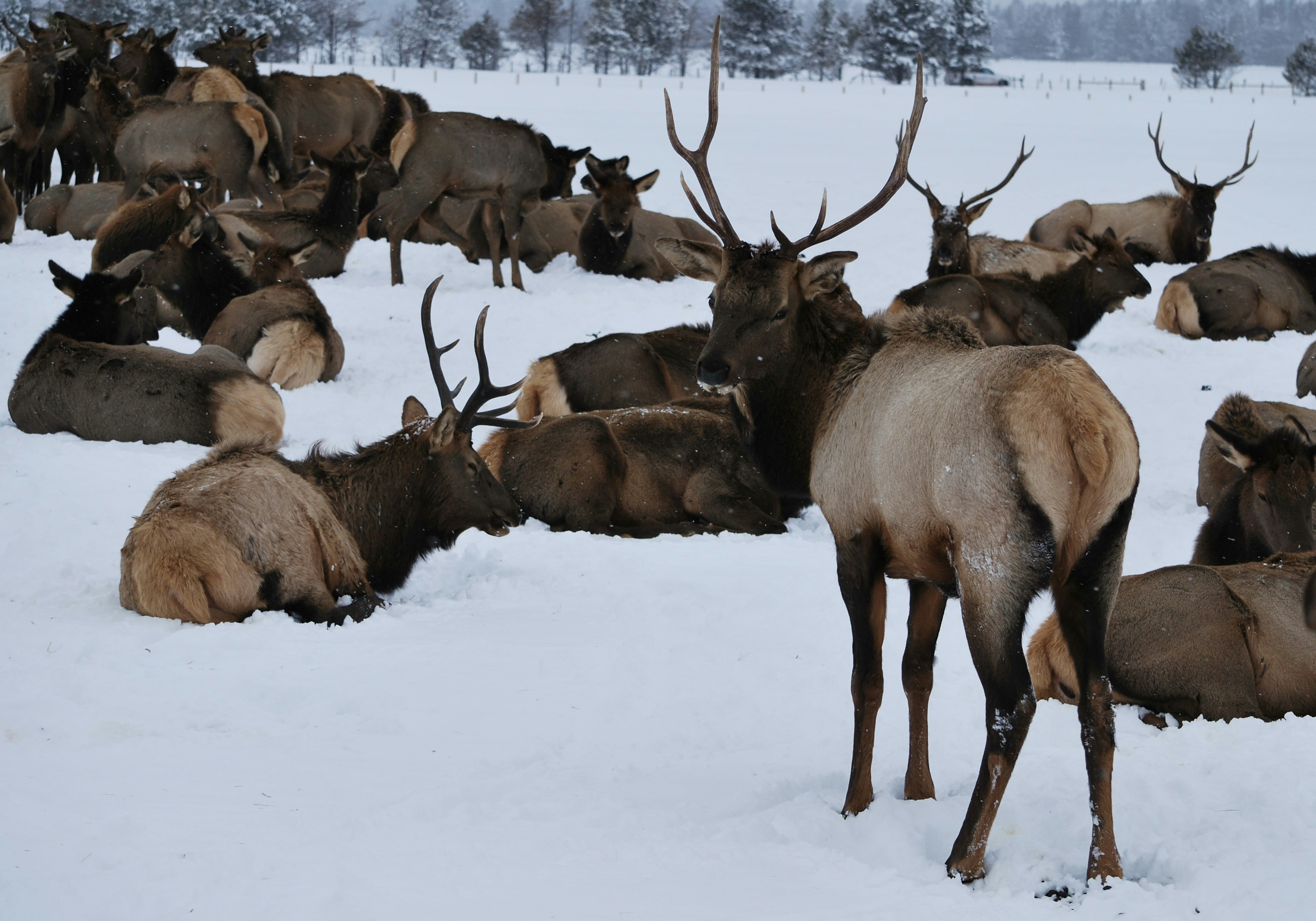 A herd of elk laying down in the snow photo – Free Elk Image on Unsplash