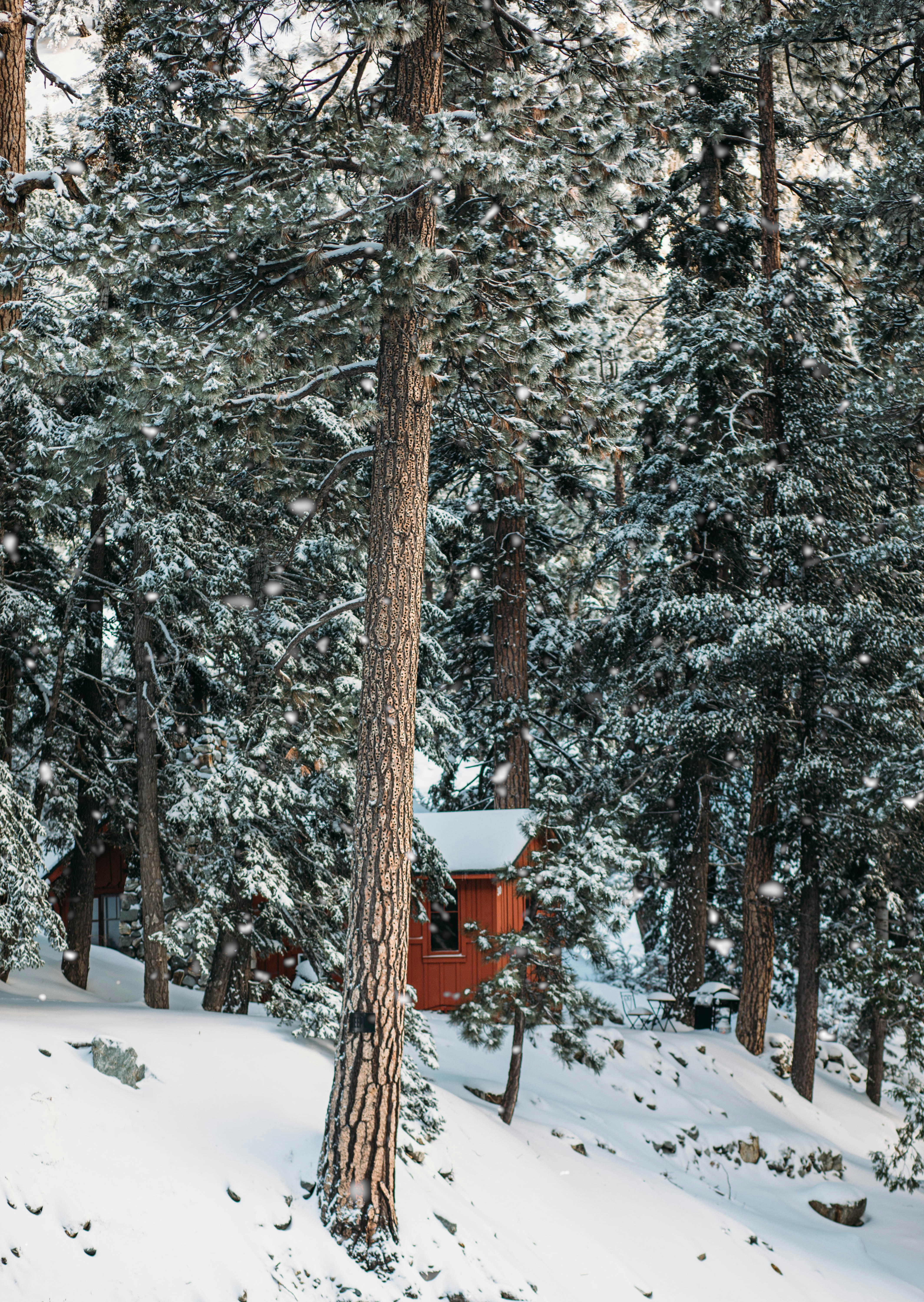 Red Cabin Emerges Through Snow-Dusted Pines