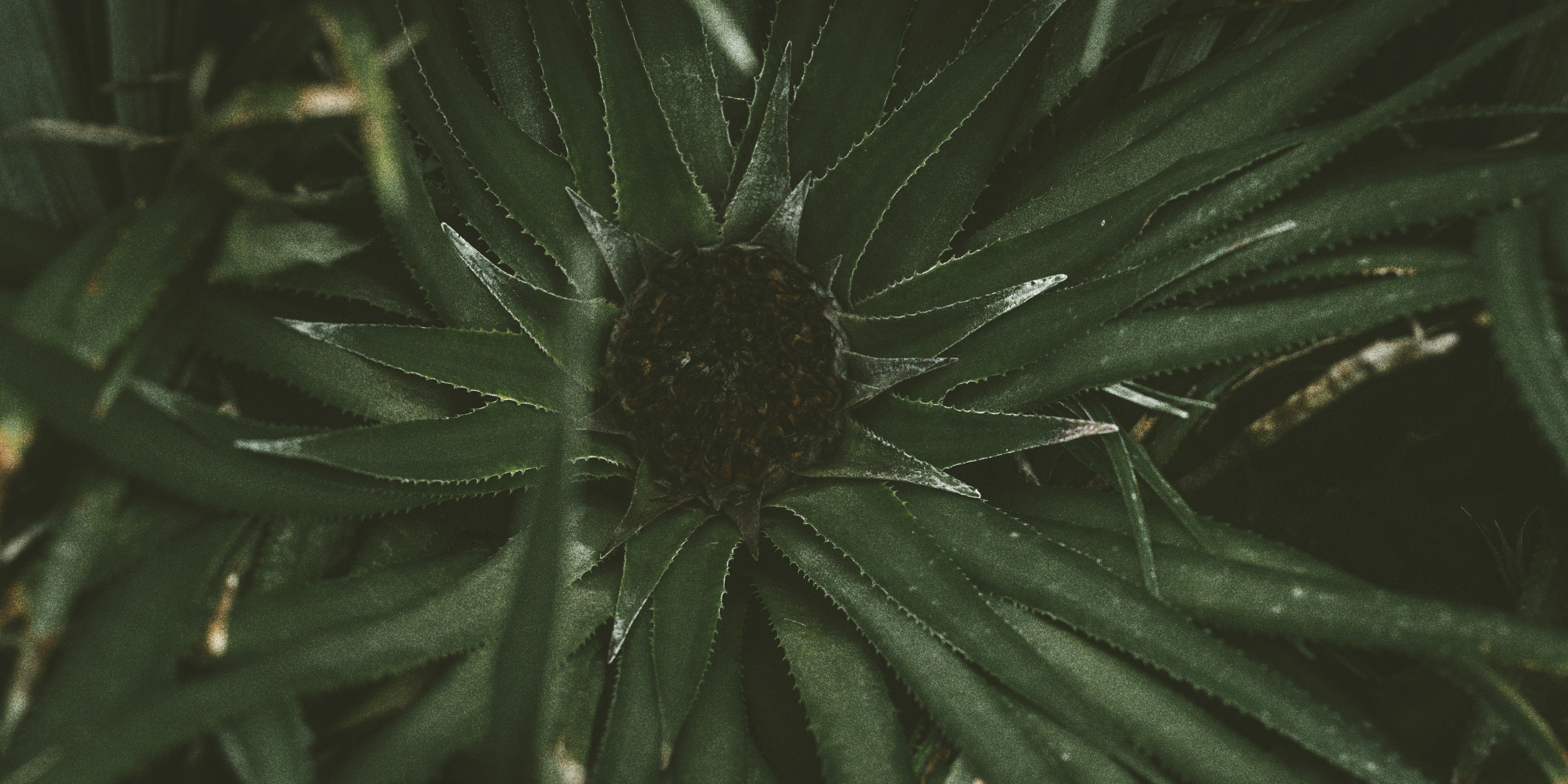 Dewlit Rosette: Macro Portrait of a Spiky Green Center