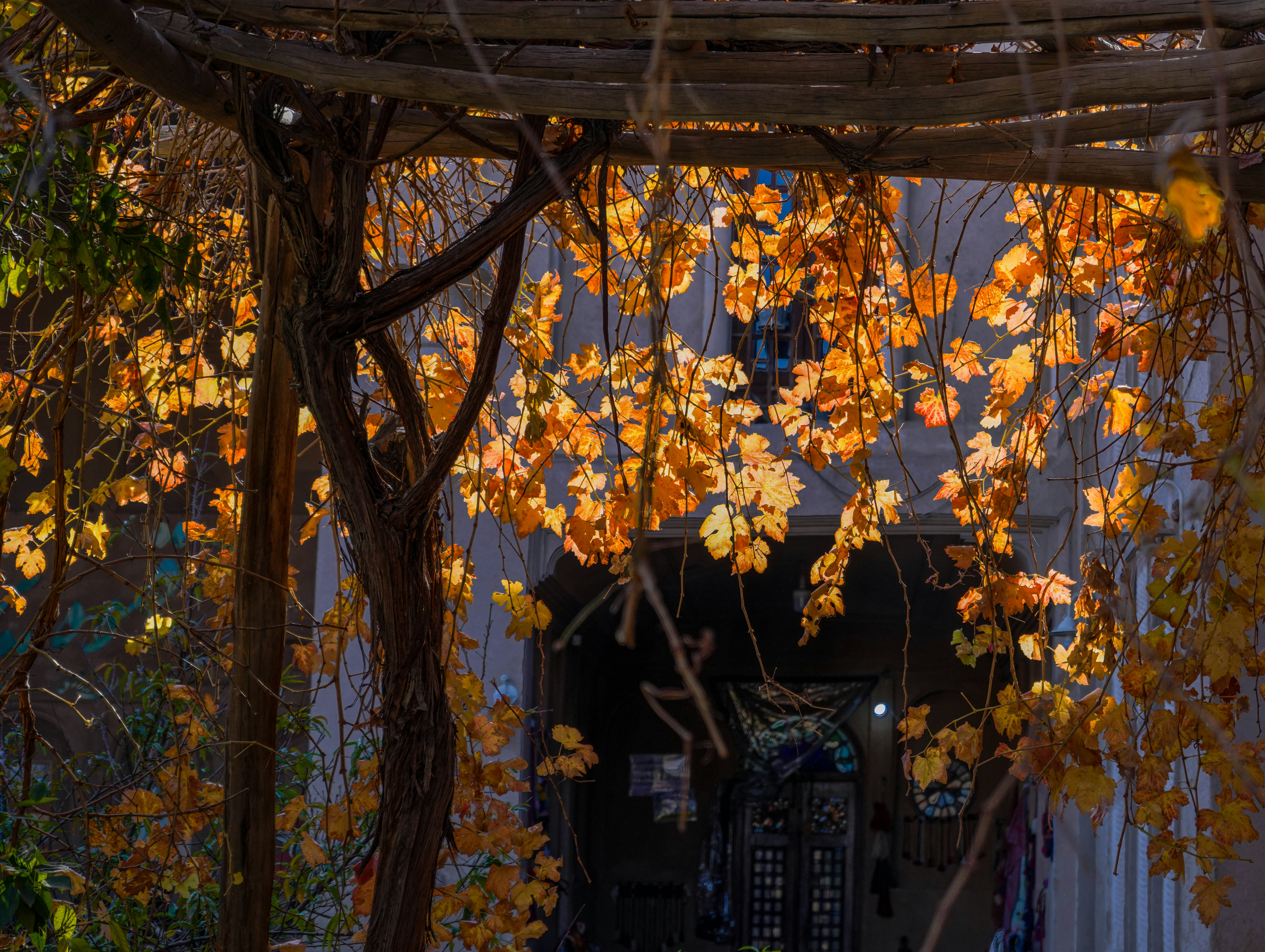 a gazebo covered in lots of yellow leaves