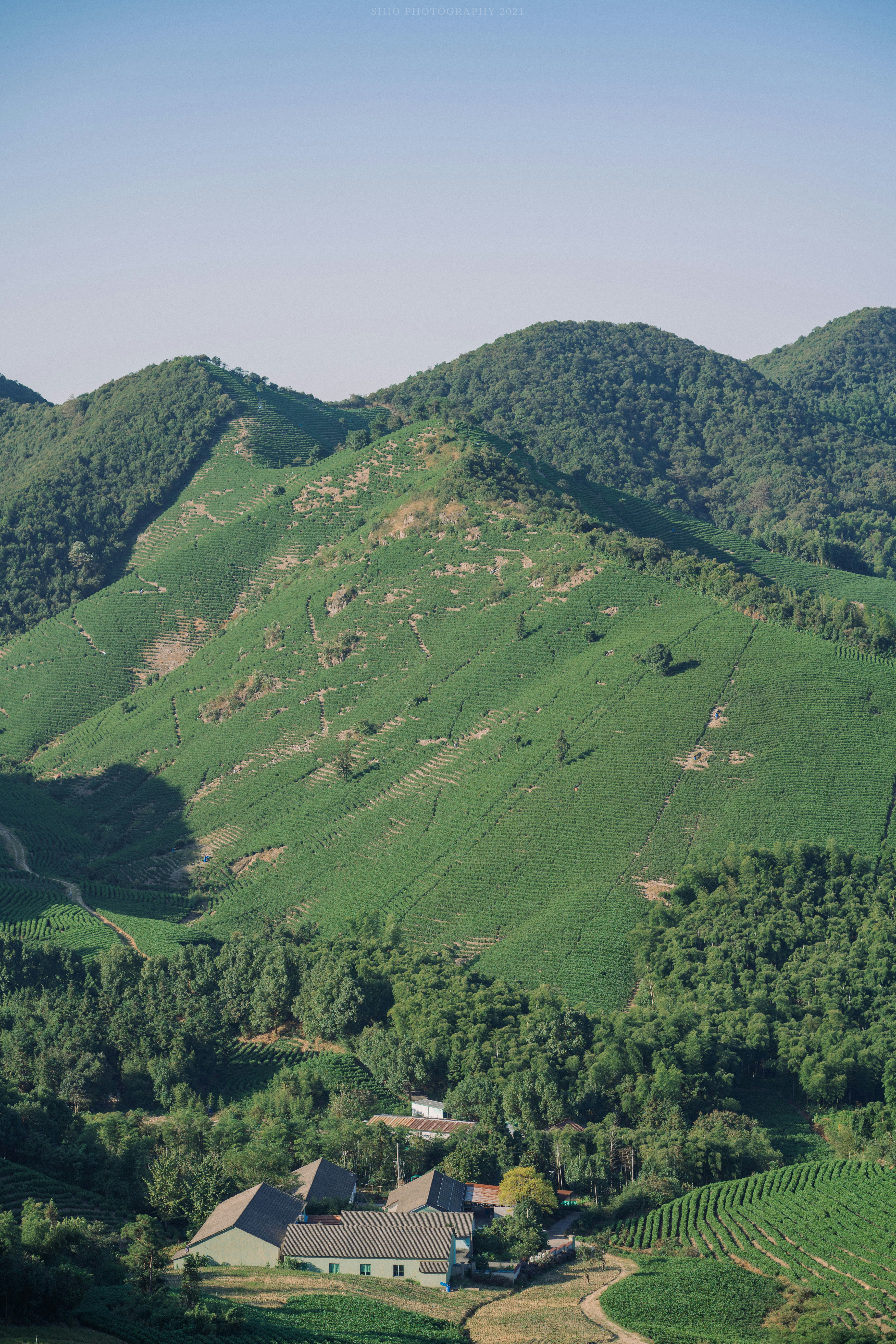 Verdant Layers: A Tapestry of Tea Fields