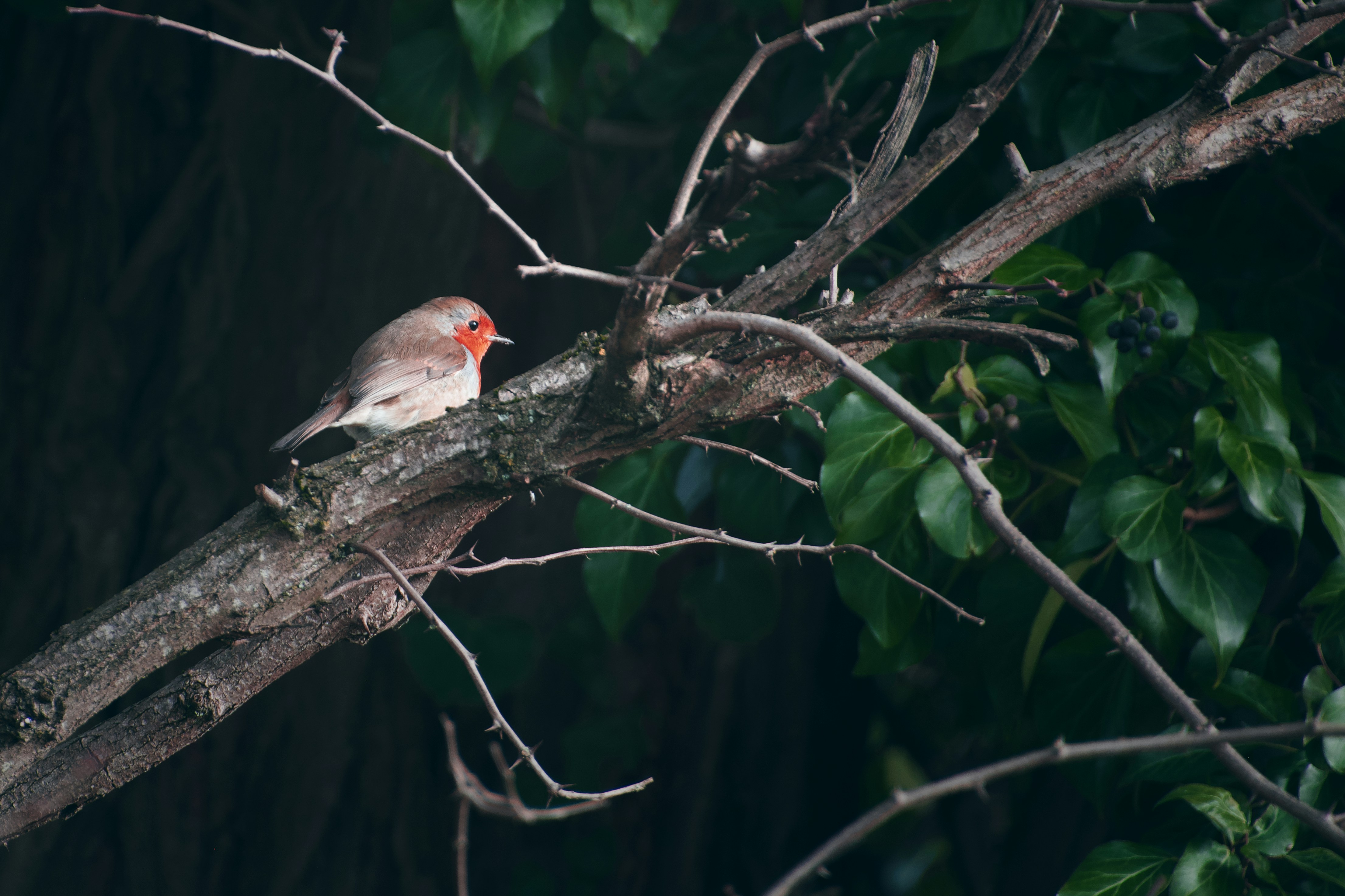 Scarlet-faced Finch Perched on a Weathered Mossy Branch in Shade