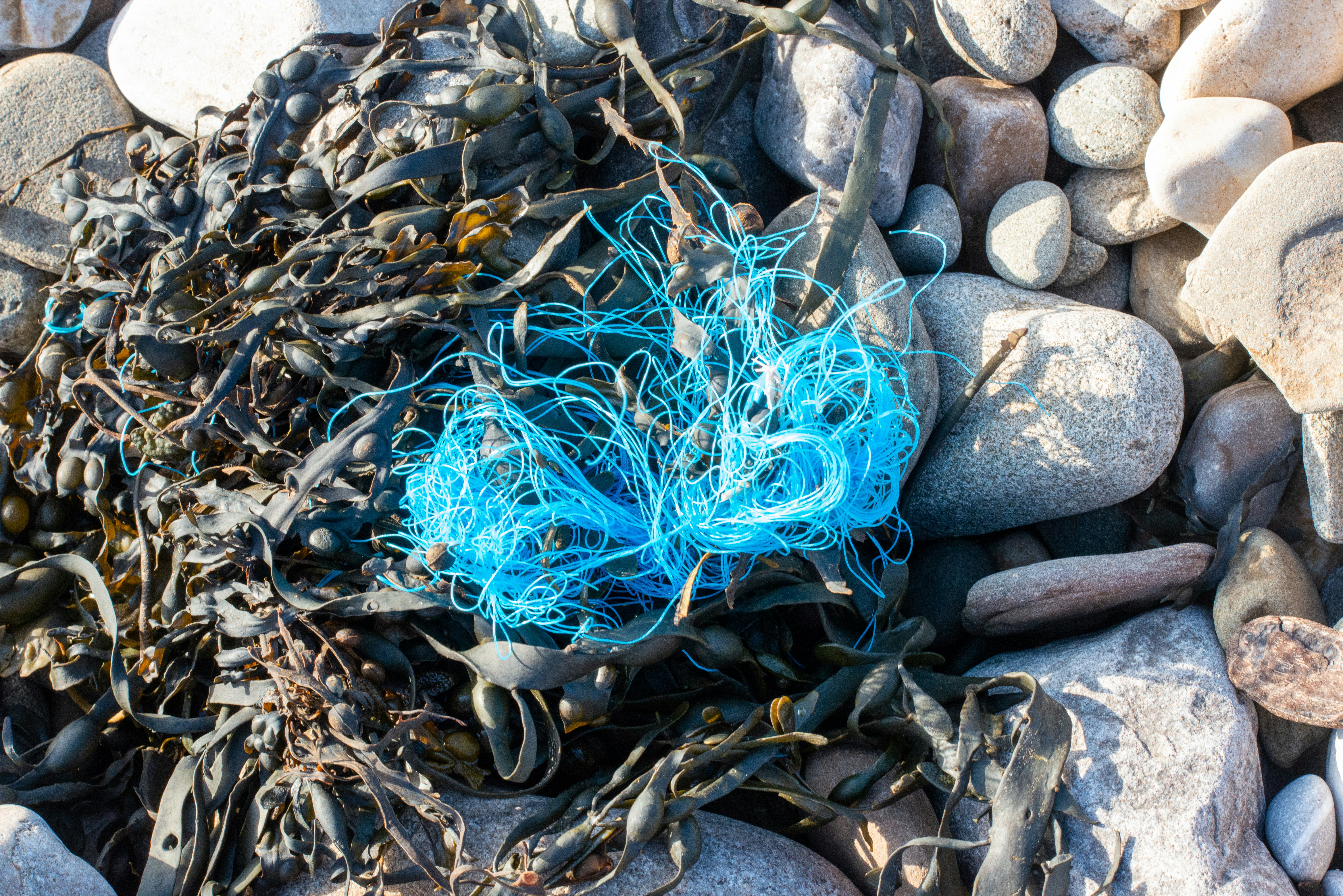 Foto Tumpukan rumput laut yang duduk di atas pantai berbatu – Gambar ...