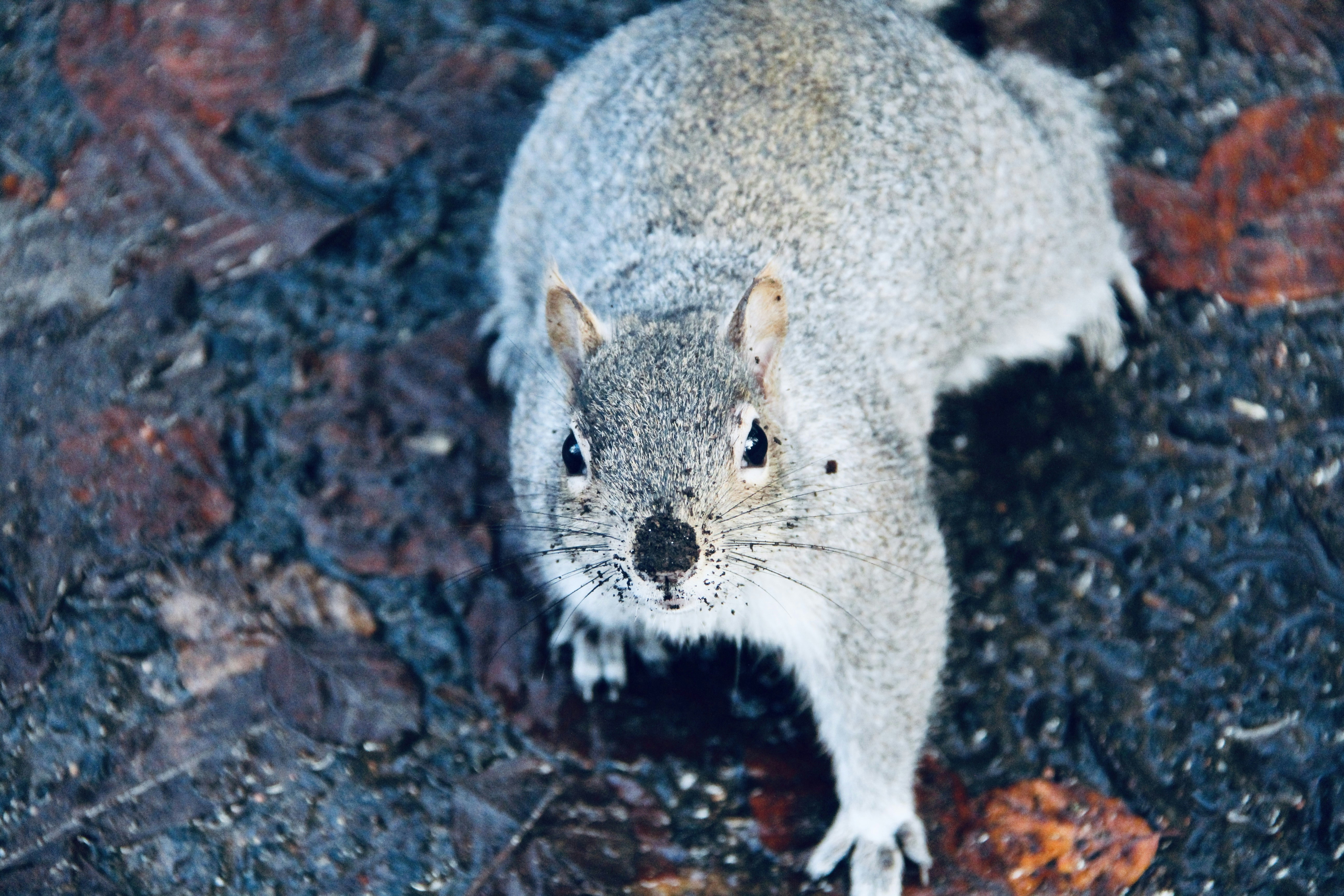A small gray animal standing on top of a leaf covered ground photo ...