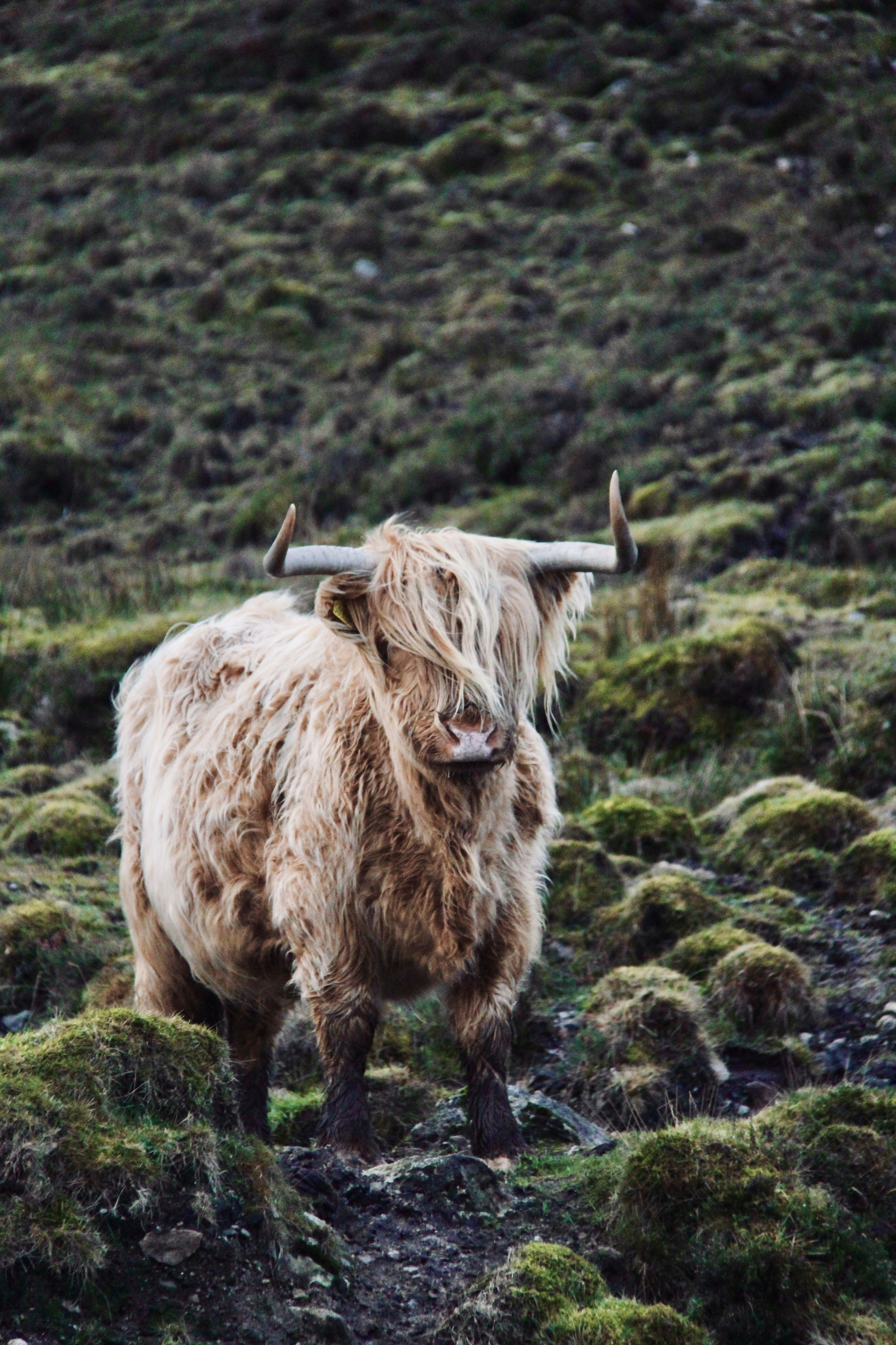 A long haired bull with horns standing on a hill photo – Free Cow Image ...