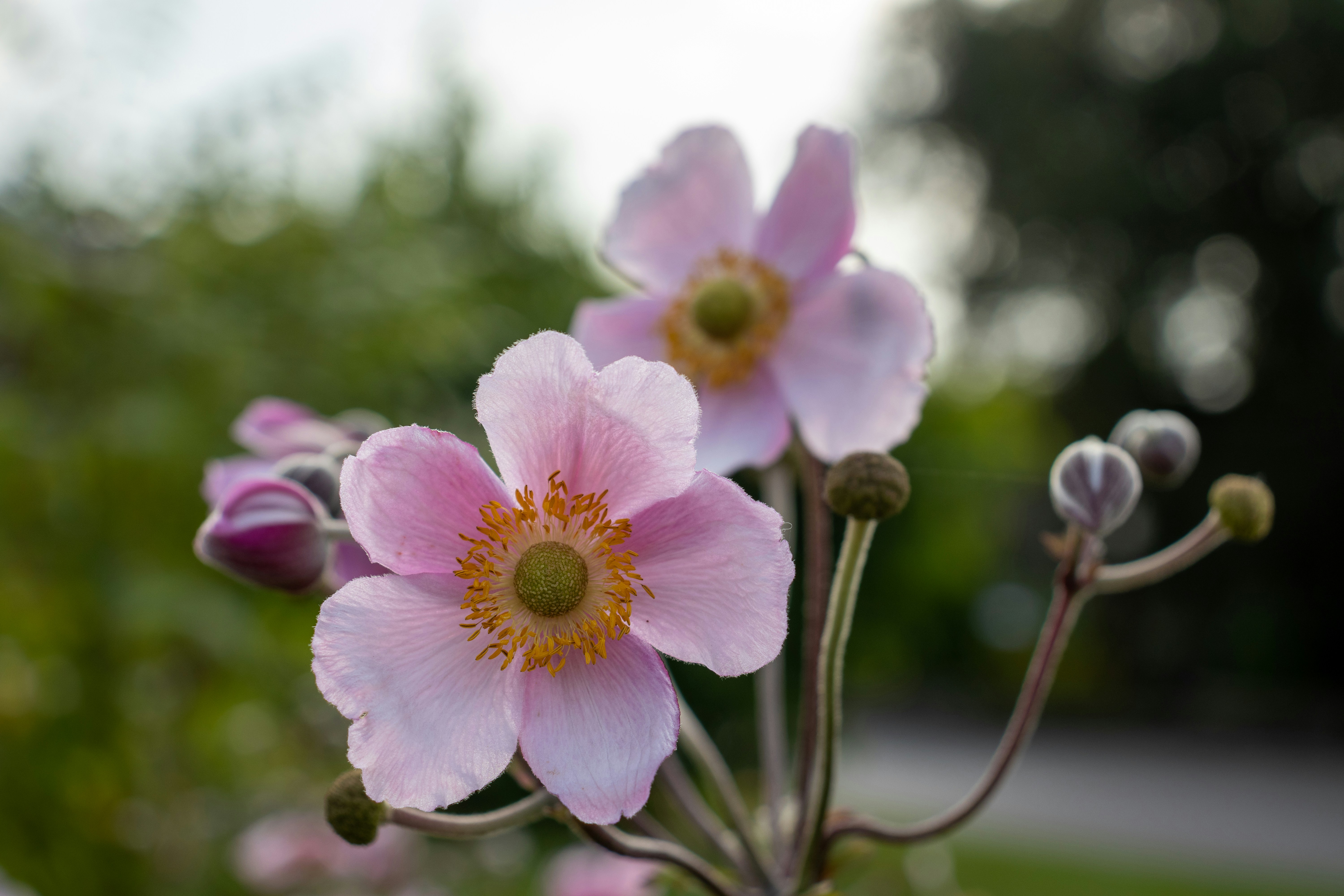 Petals in Soft Focus: A Close-Up of Pale Pink Garden Blooms