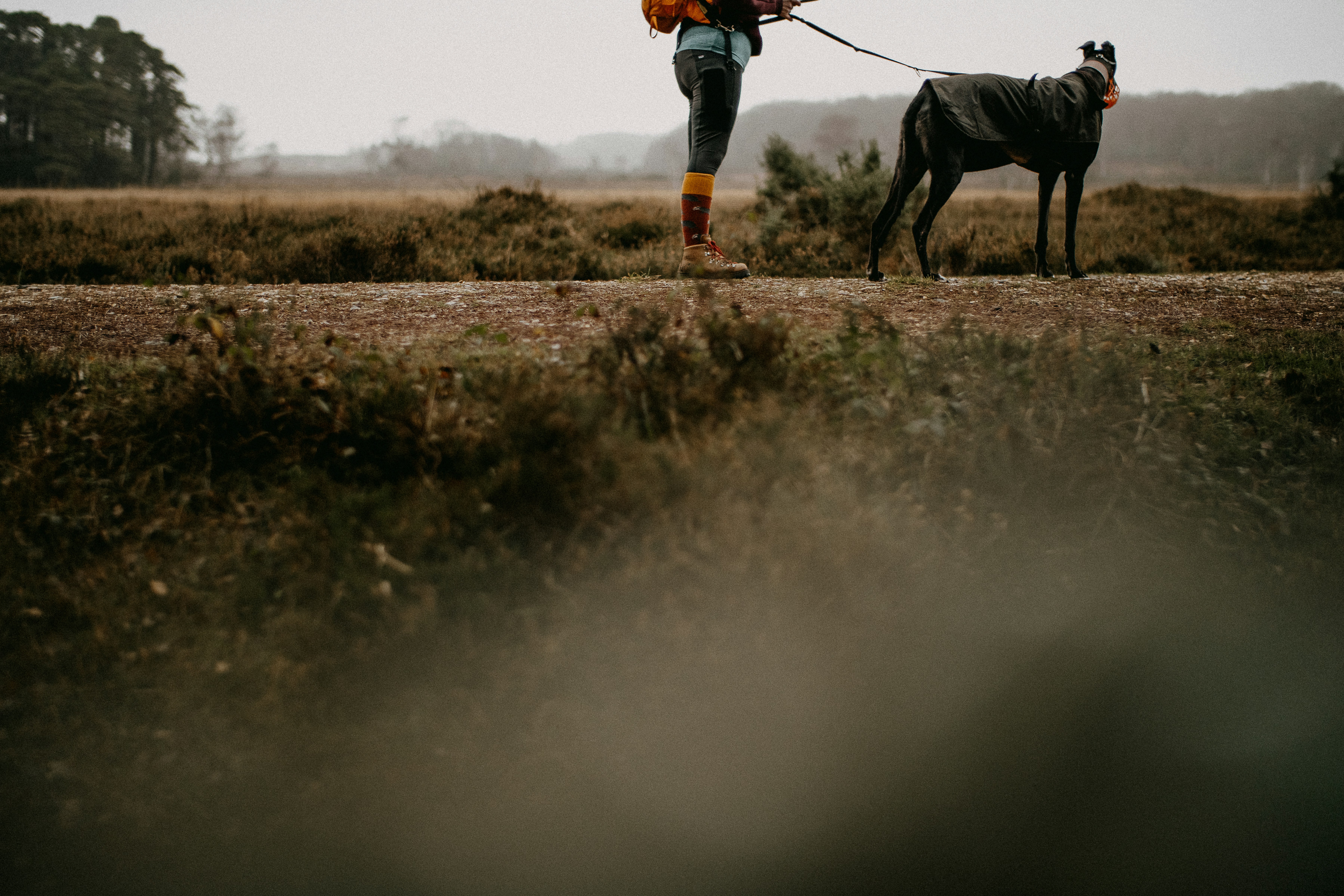 Person walking a greyhound on a tranquil path surrounded by muted landscapes and soft, overcast light.
