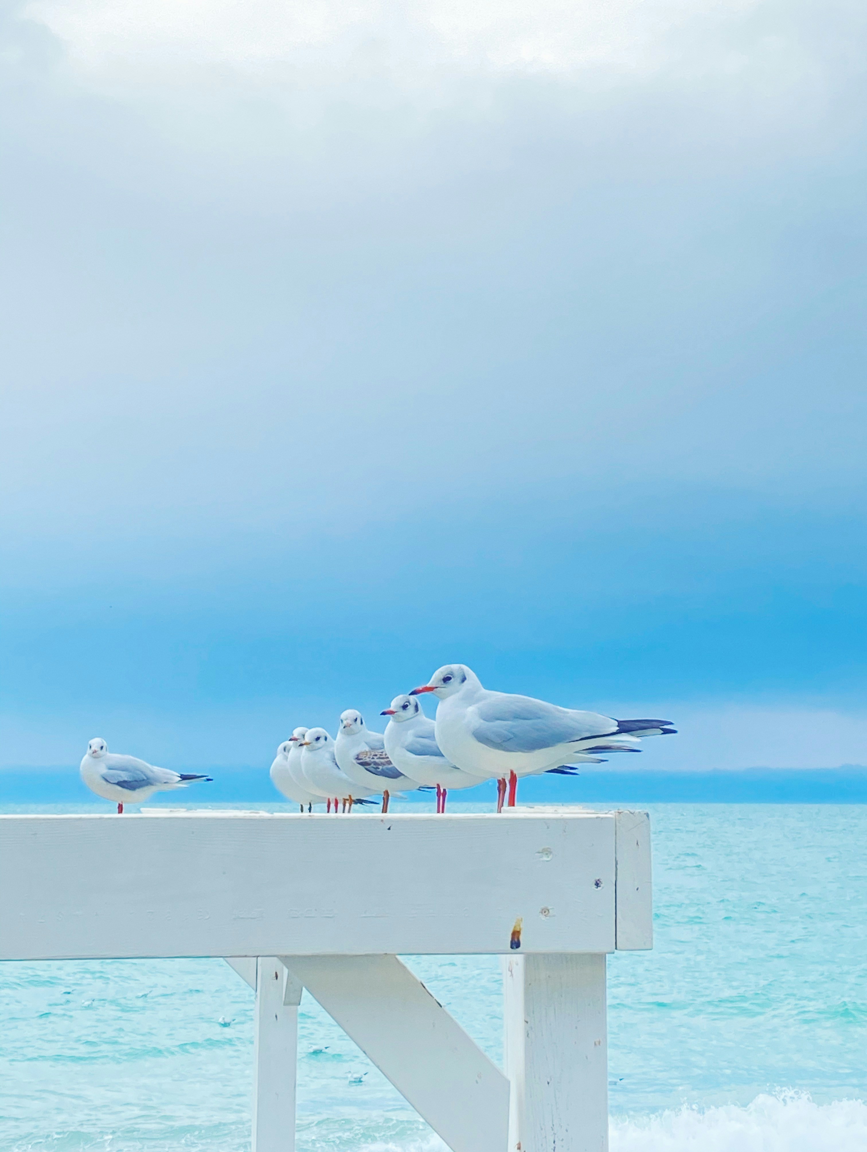a group of seagulls sitting on top of a white bench
