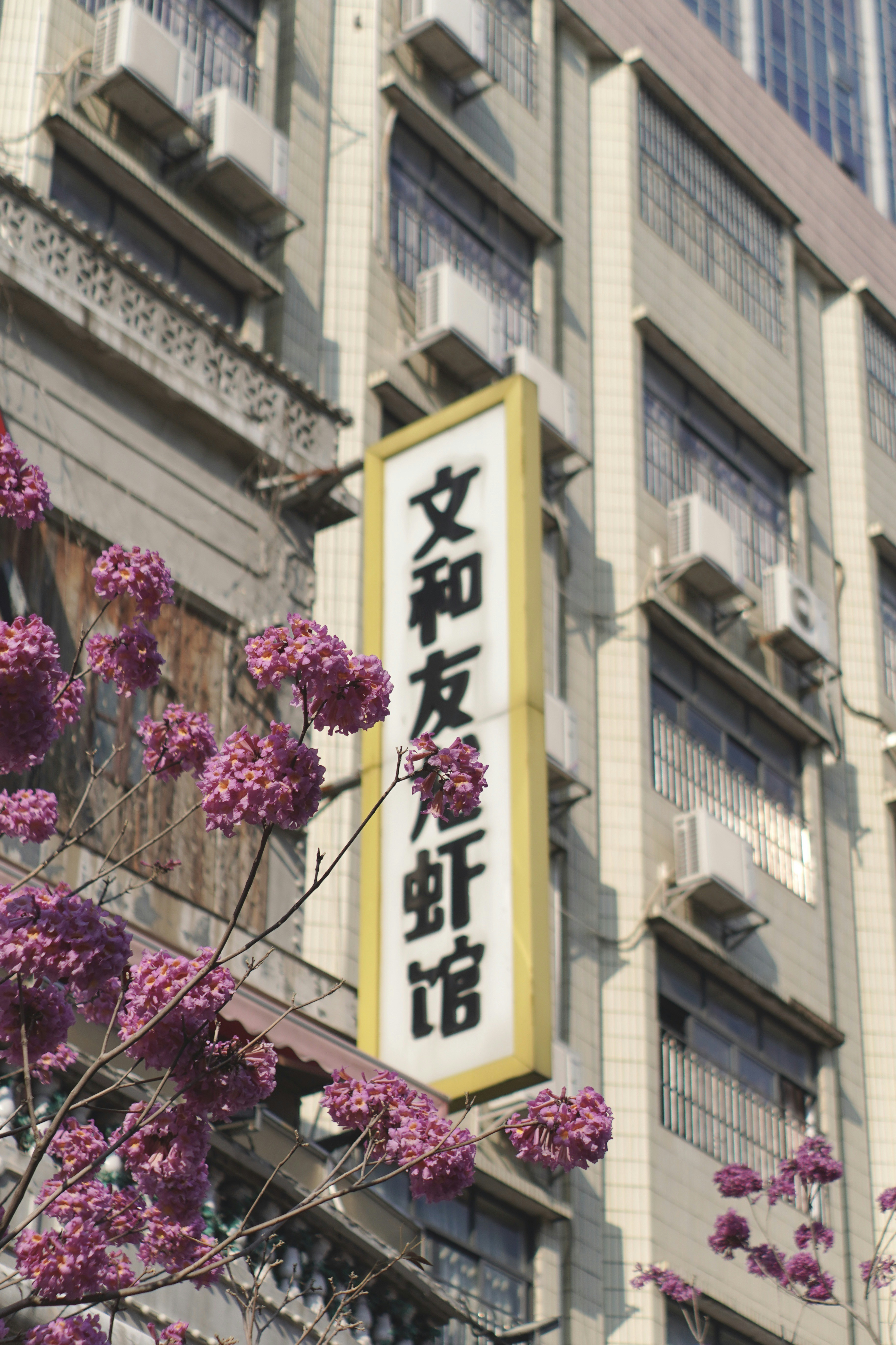 Vibrant pink flowers juxtaposed against a textured building facade and a prominent sign. The scene captures the harmony of nature within an urban environment.