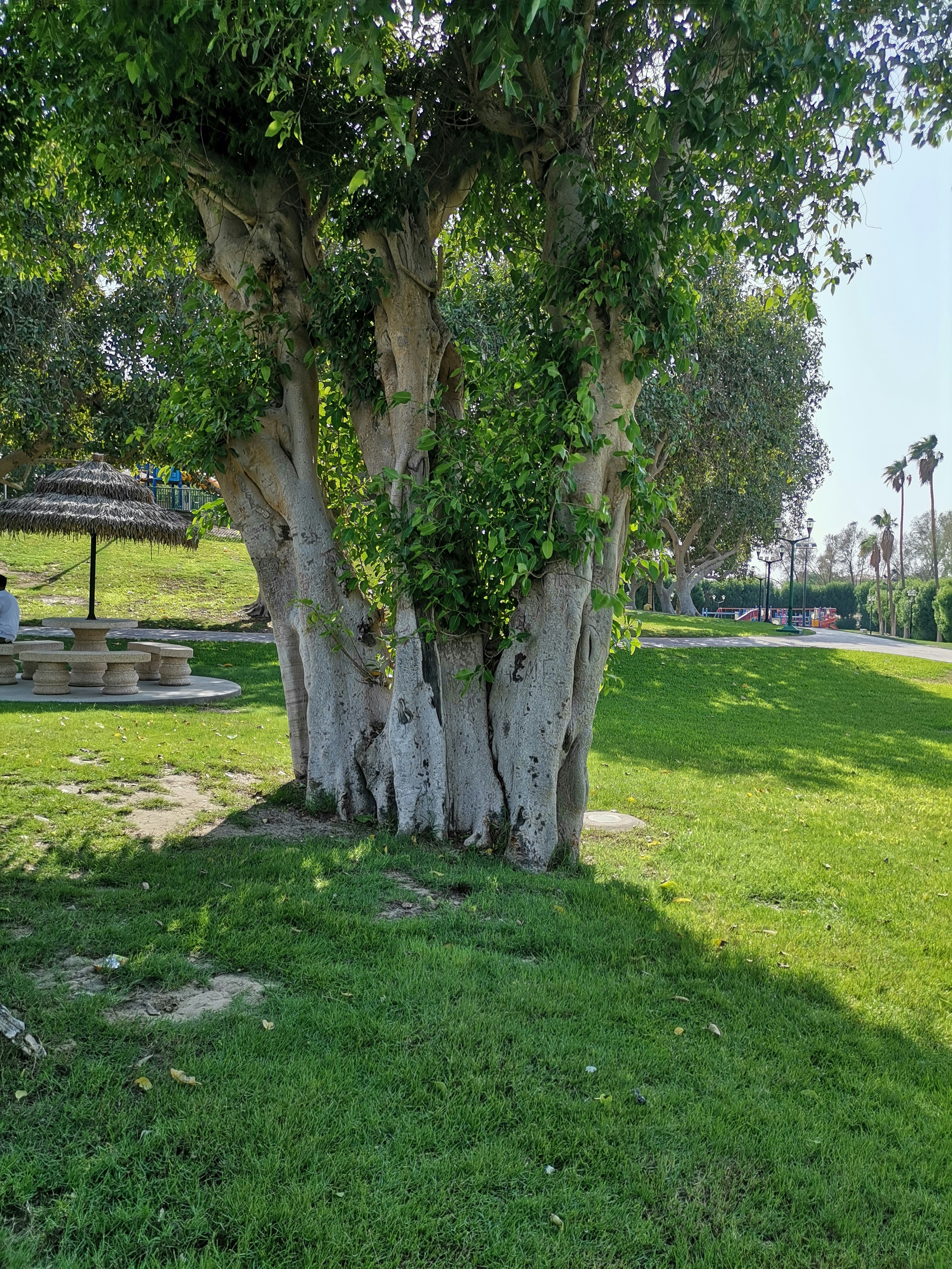 A majestic tree with a broad trunk and lush green leaves stands prominently in a park, providing shade to a nearby seating area. The vibrant grass and distant palm trees enhance the serene atmosphere.