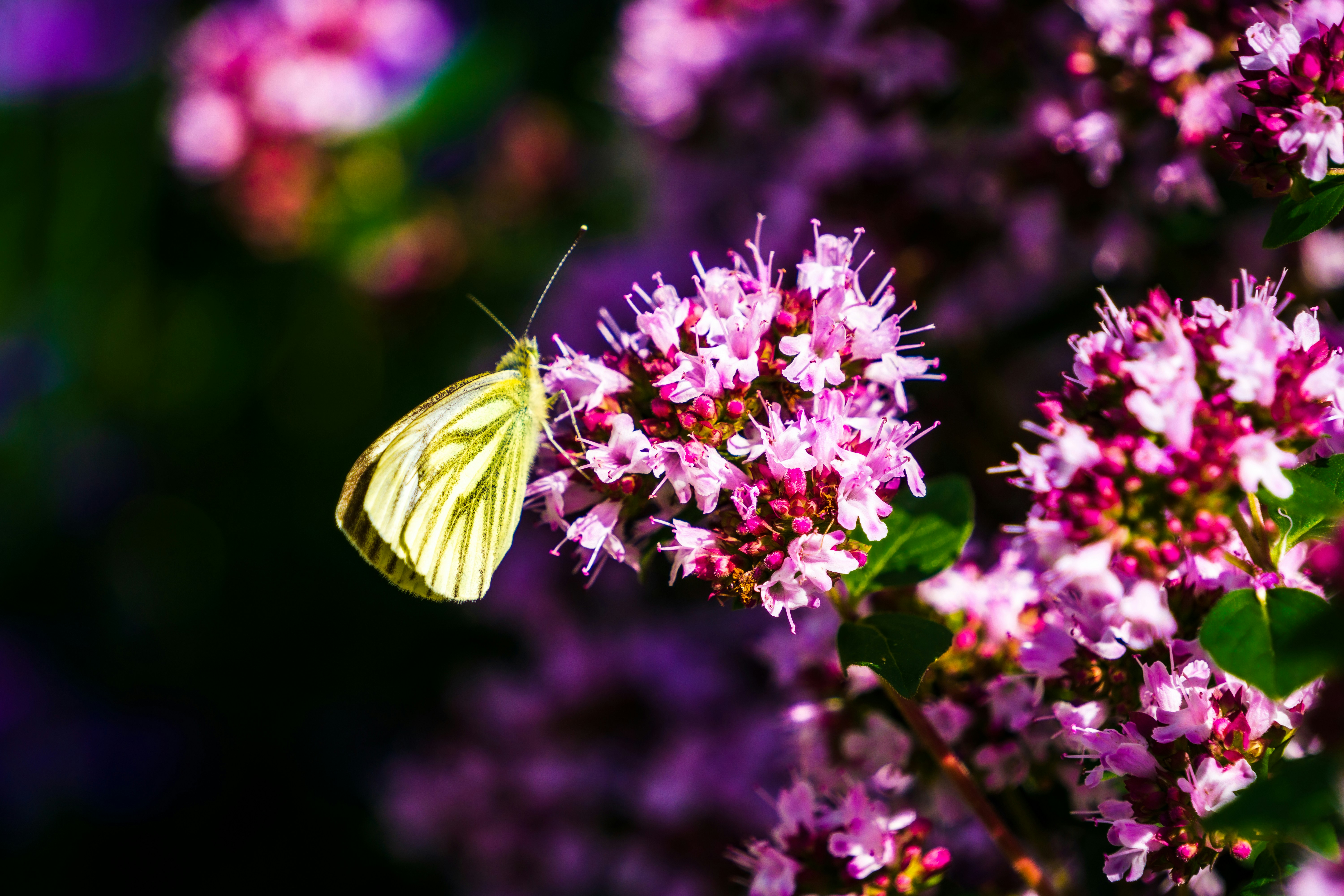 A delicate butterfly perched on vibrant pink flowers, showcasing the intricate details of its wings against a lush backdrop.