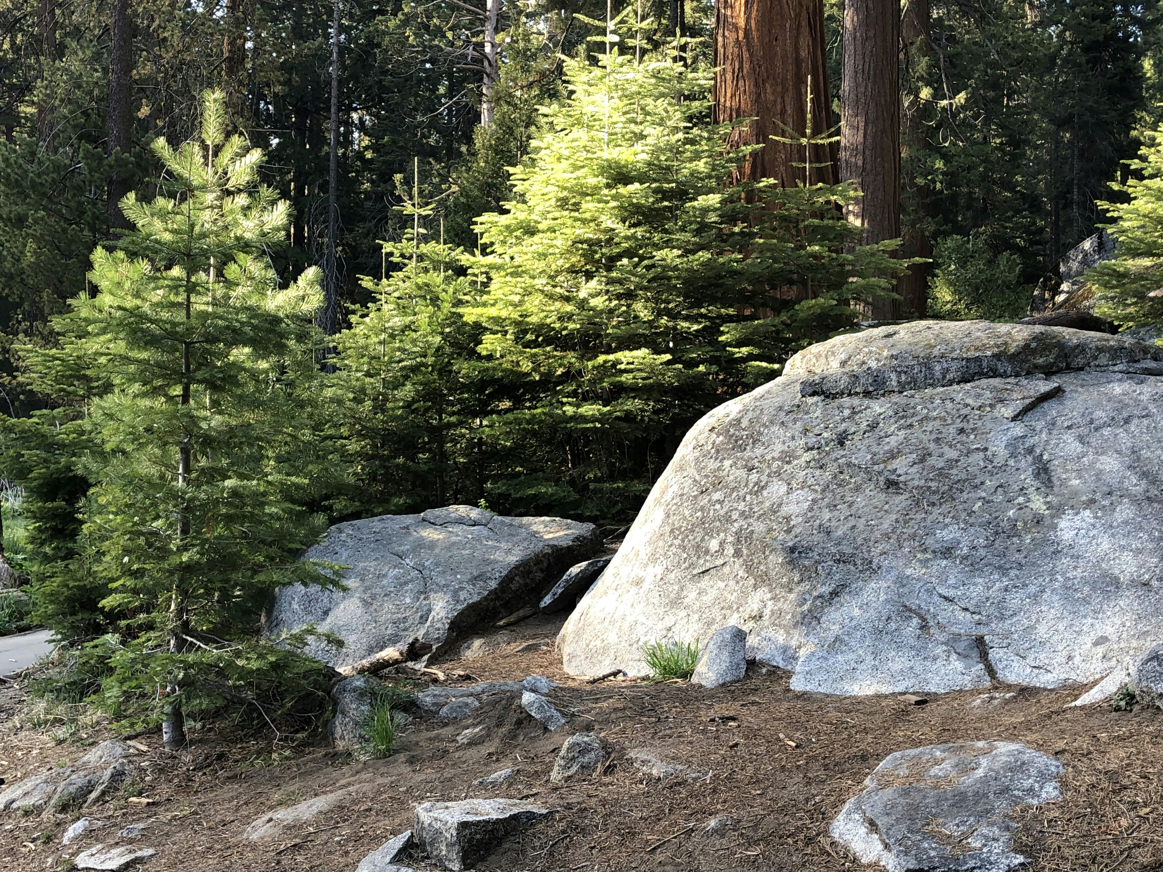 Un gros rocher au milieu d’une forêt photo – Photo La nature Gratuite ...