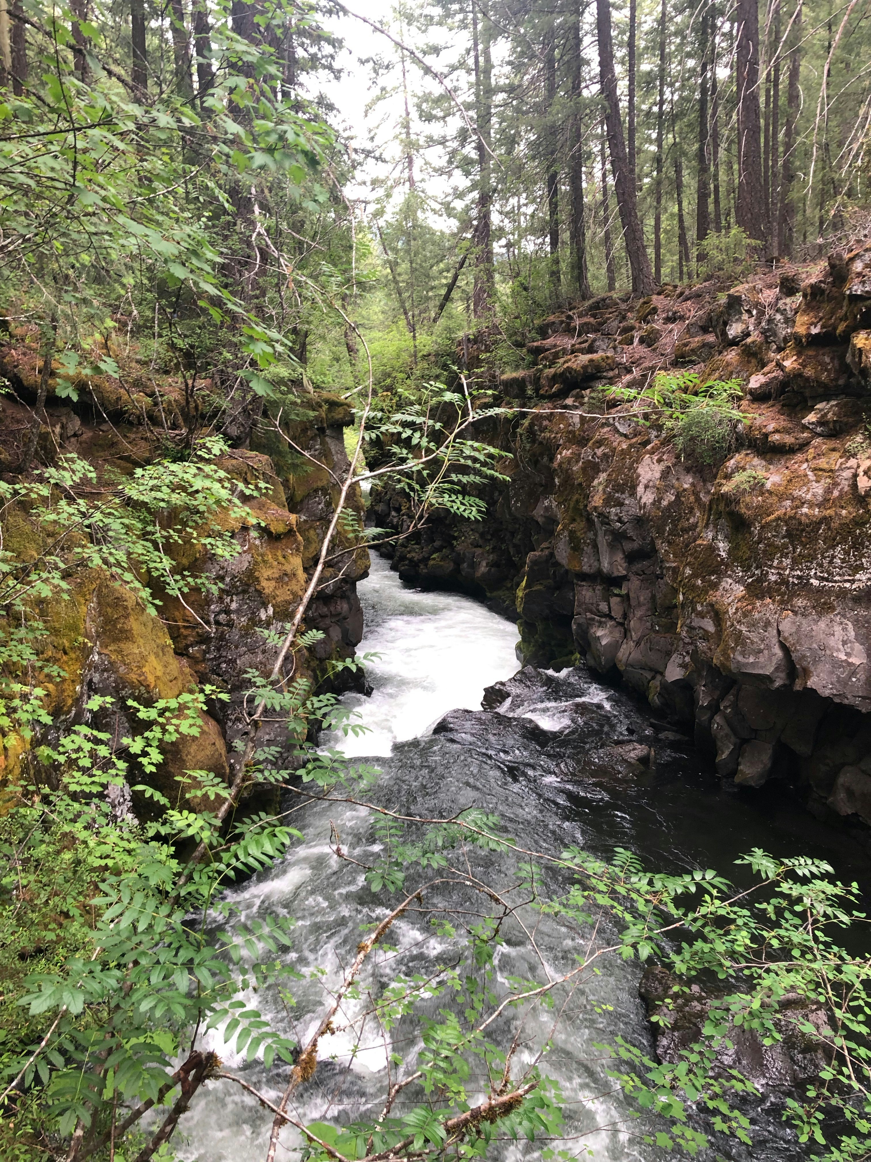 Rugged canyon walls frame a rushing stream, surrounded by lush greenery in a tranquil forest setting.