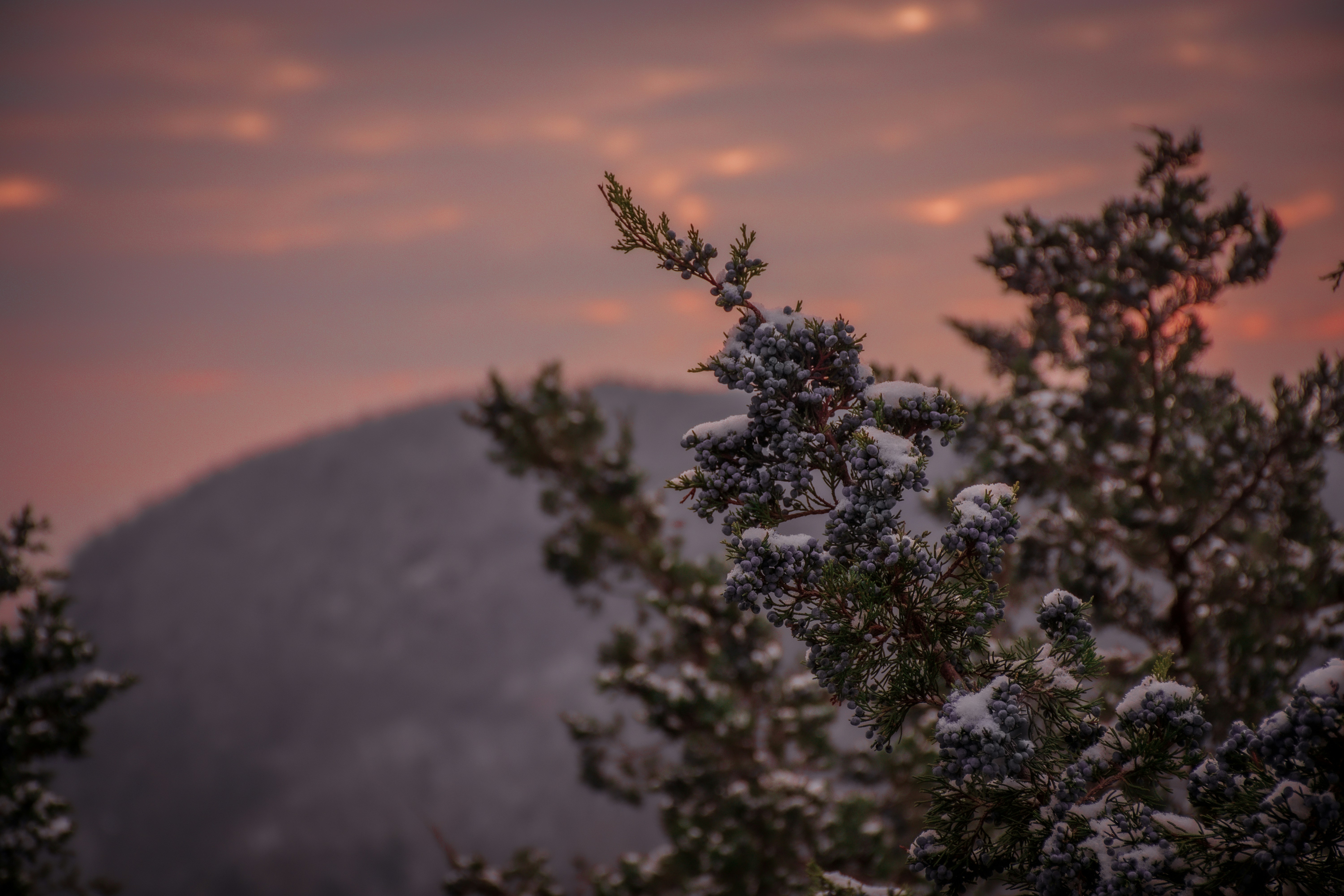 Snow-Capped Sprigs at Sunset
