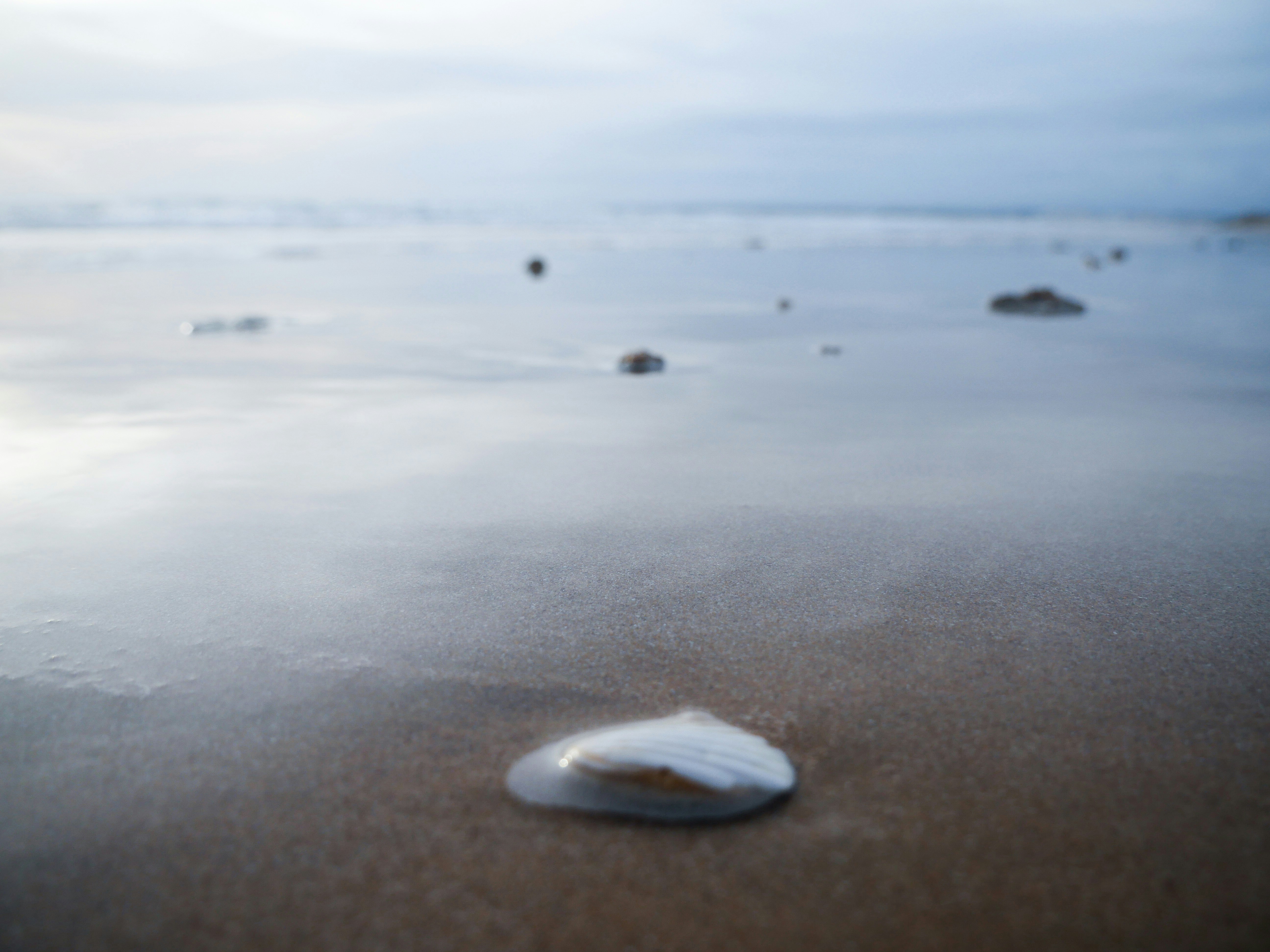 Lone Shell on a Glassy Shore: A Minimal Coastal Moment