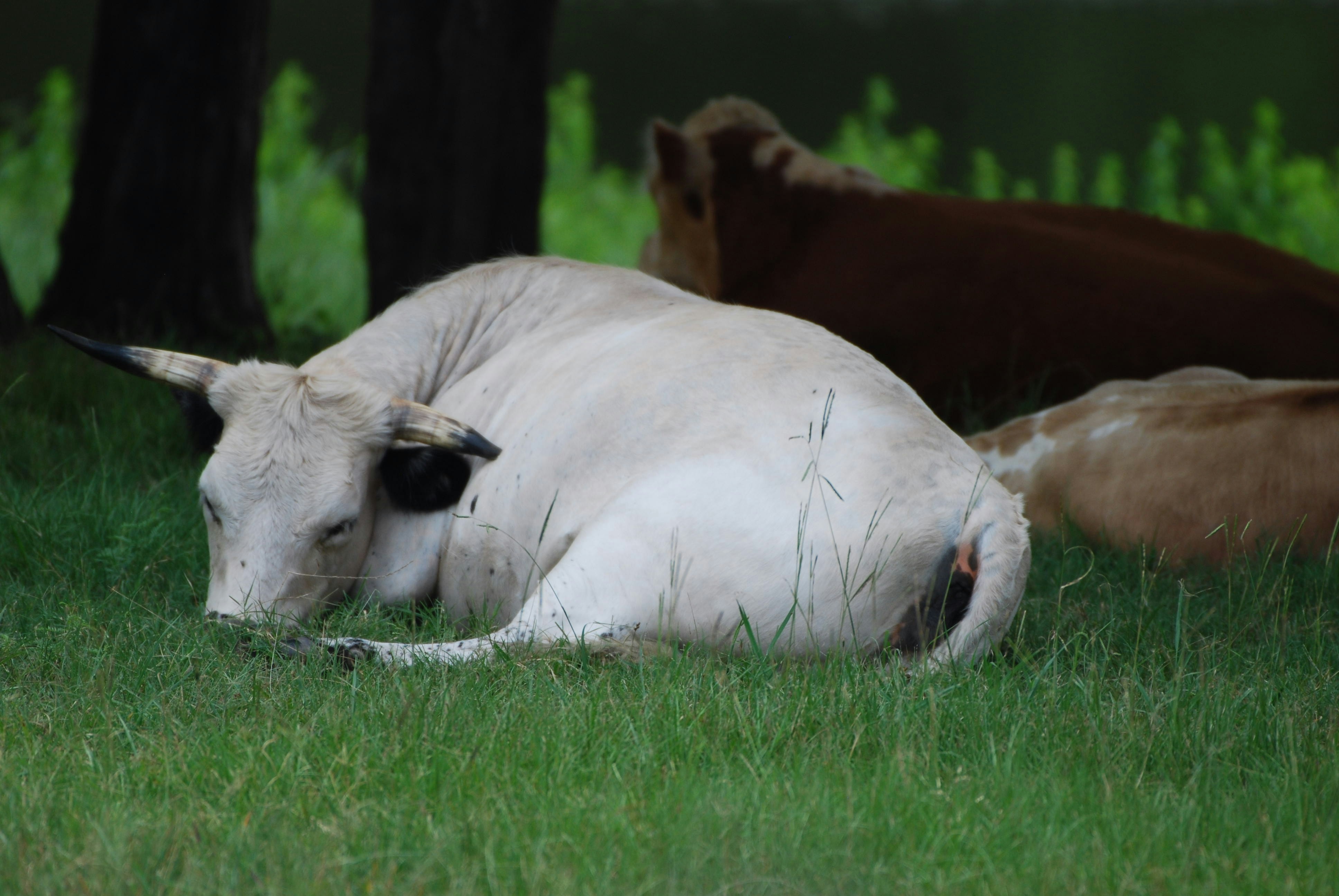 Foto Una vaca blanca acostada en la cima de un exuberante campo verde ...
