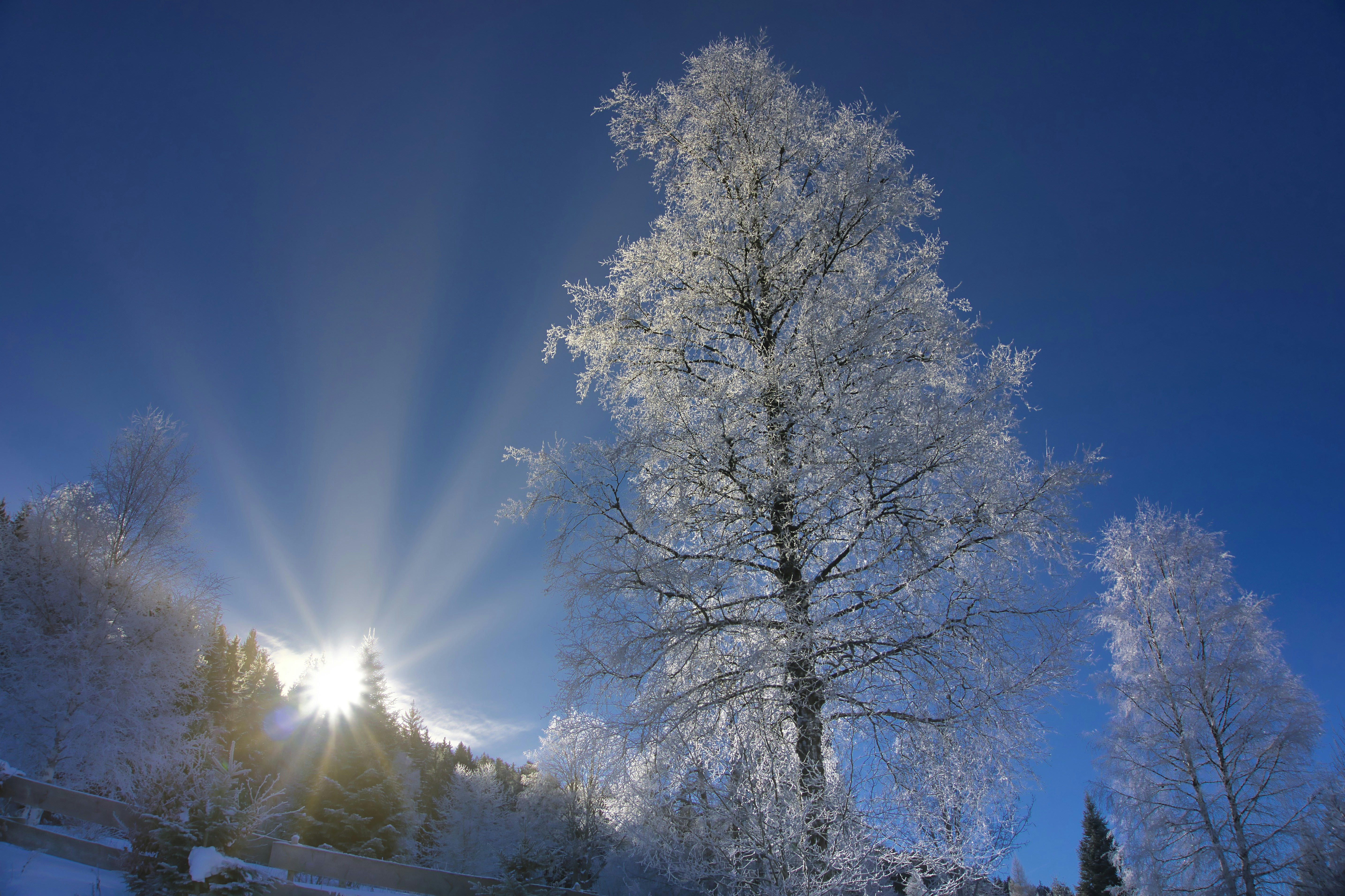 The sun shines brightly behind a frosty tree photo – Free Titisee Image ...