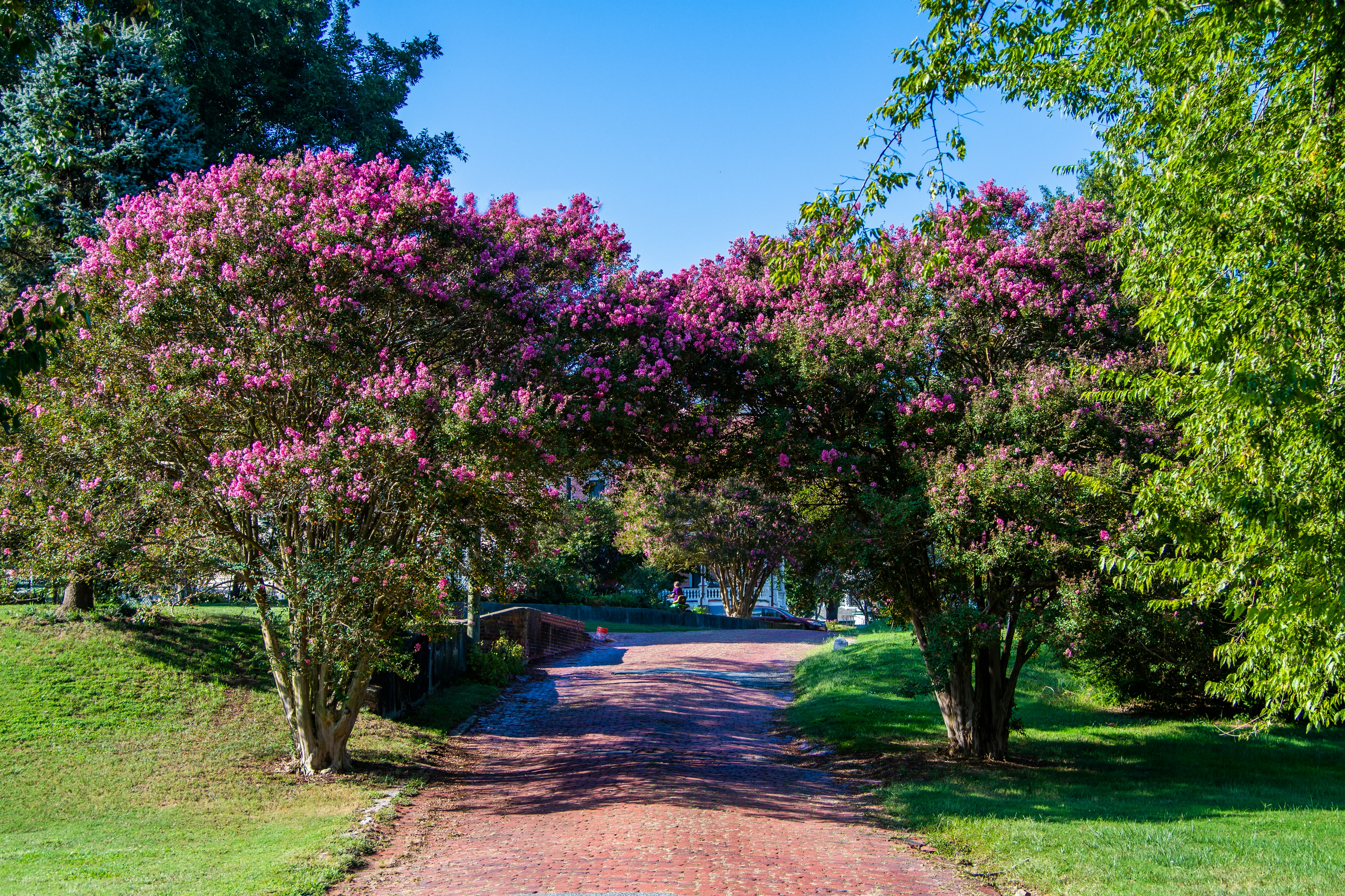 Blossom Archway over a Brick Path