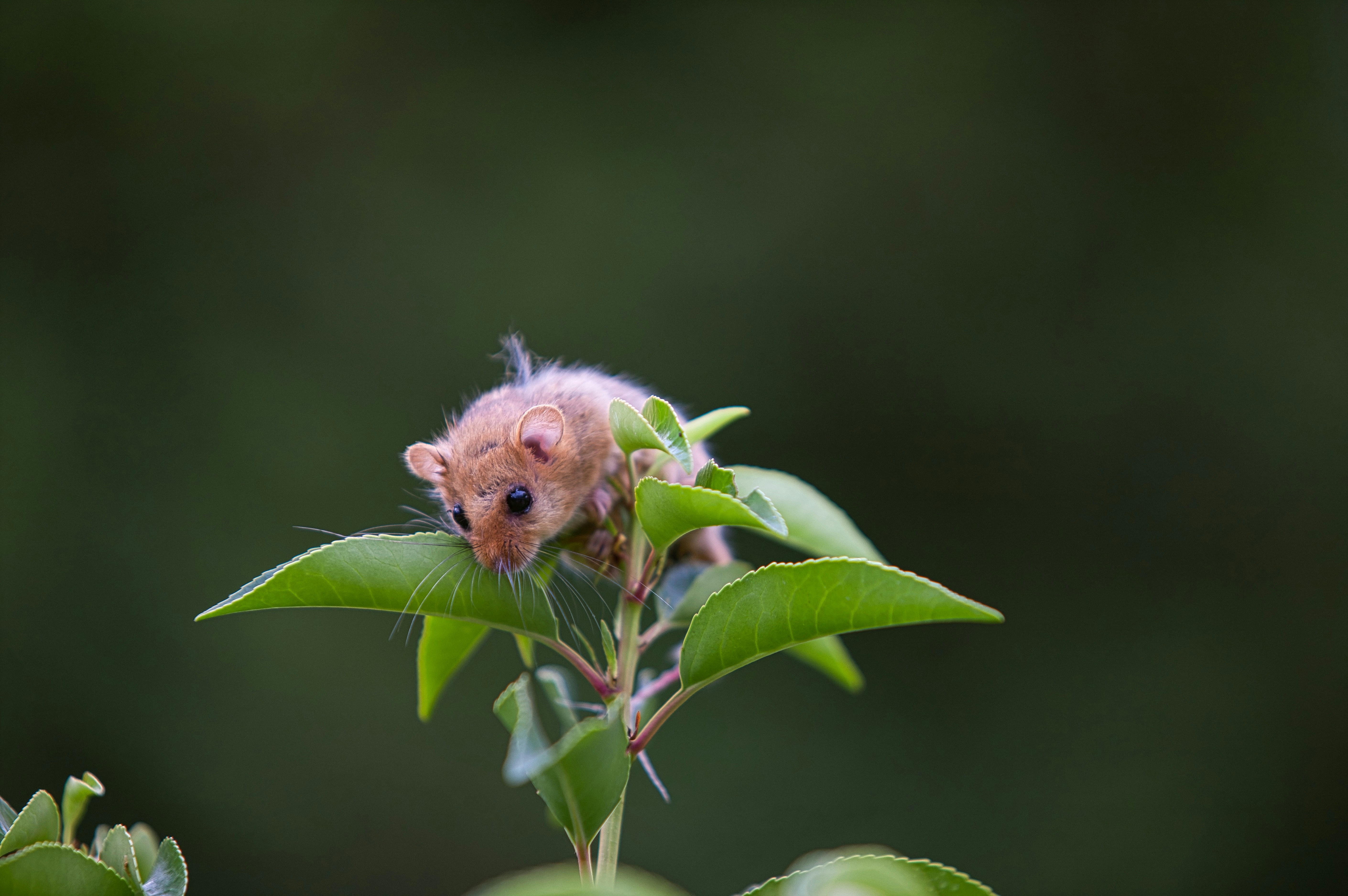 A small, furry creature perches on vibrant green leaves, showcasing its inquisitive nature against a blurred background.