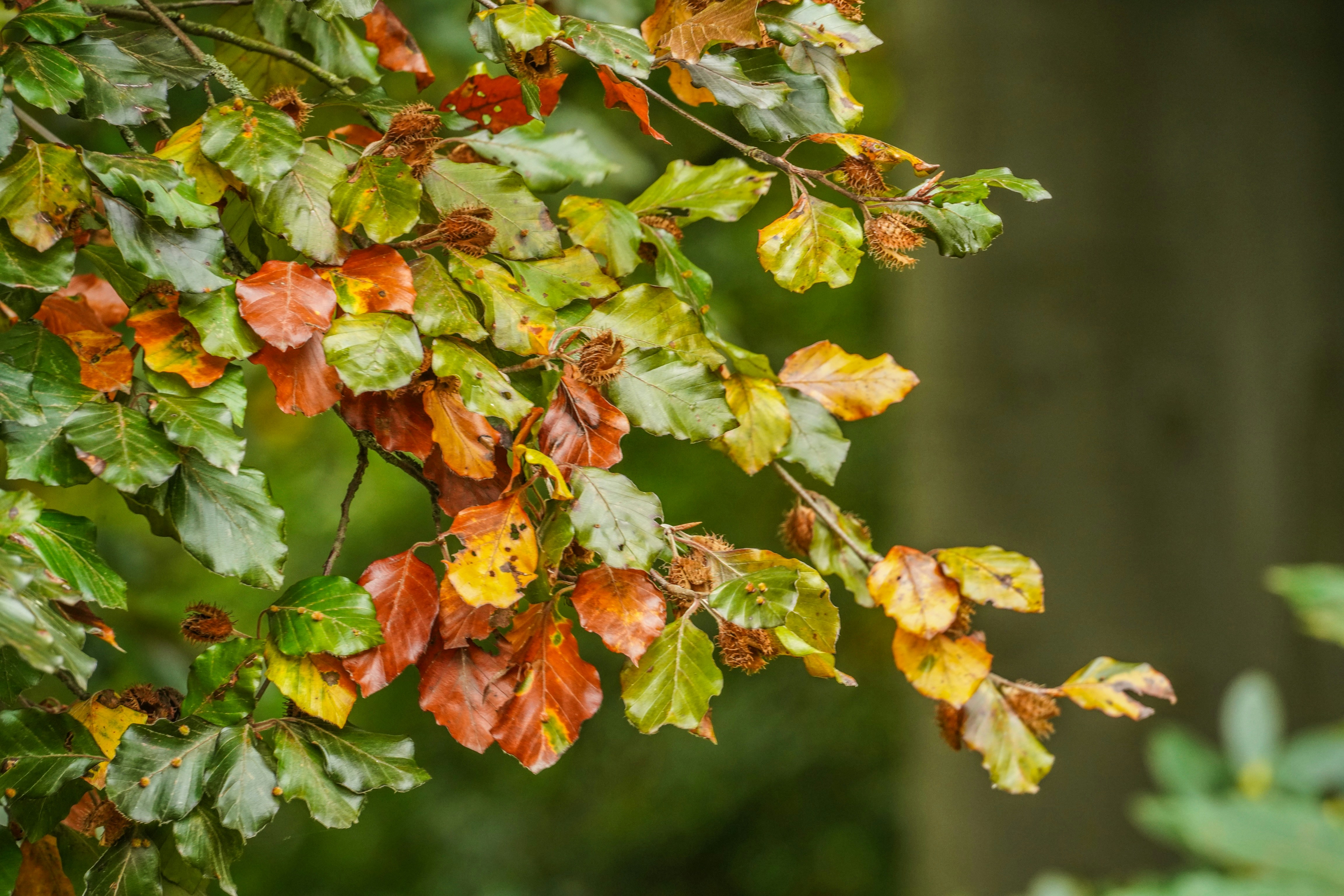 Close-up of a leafy branch transitioning from green to warm autumn hues, with a blurred background emphasizing texture and color variation. The scene captures seasonal change on a natural plant.