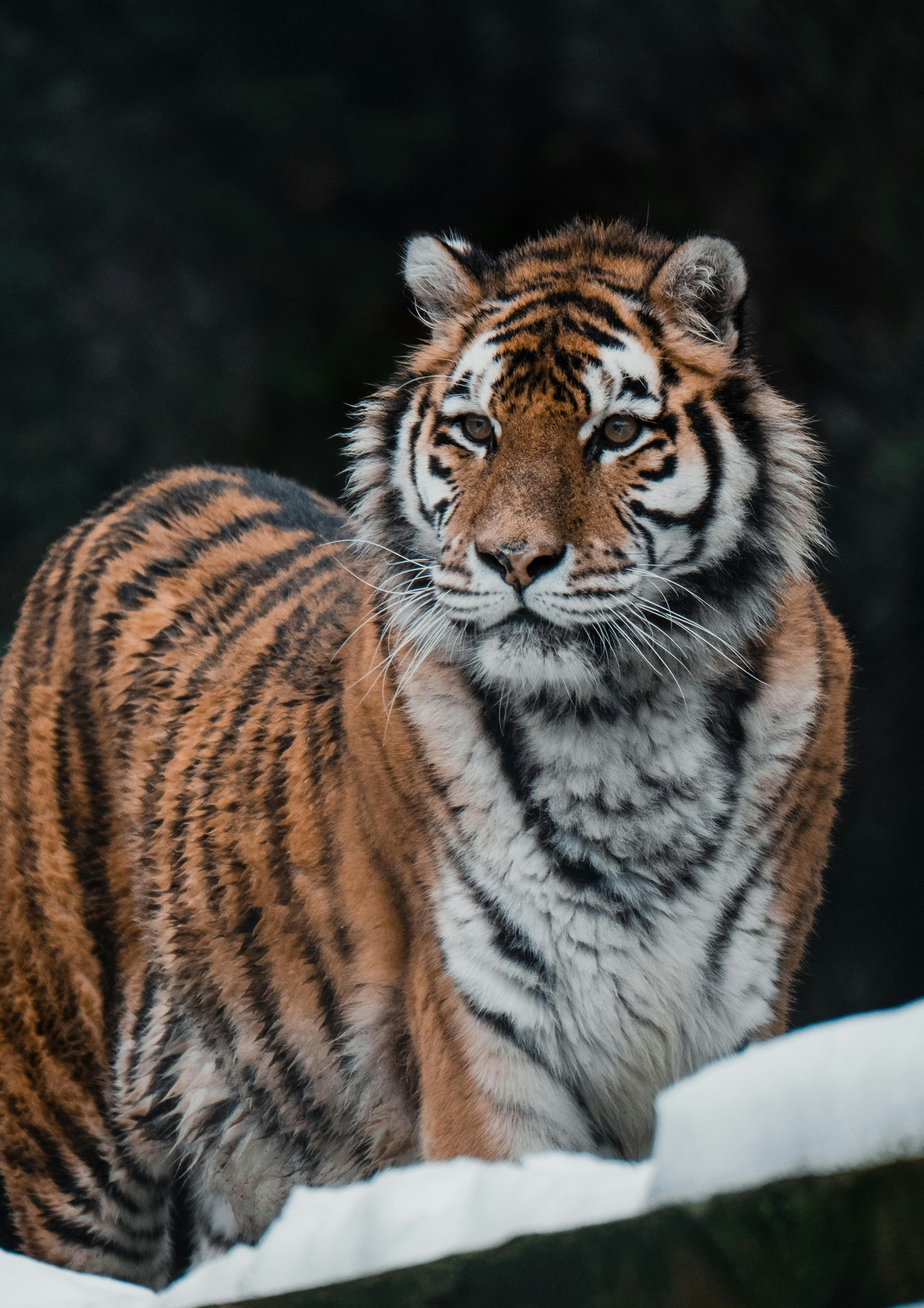 Tiger stands beside a snow-covered ledge with a calm, direct gaze, its orange-and-black fur vivid against a dark background.