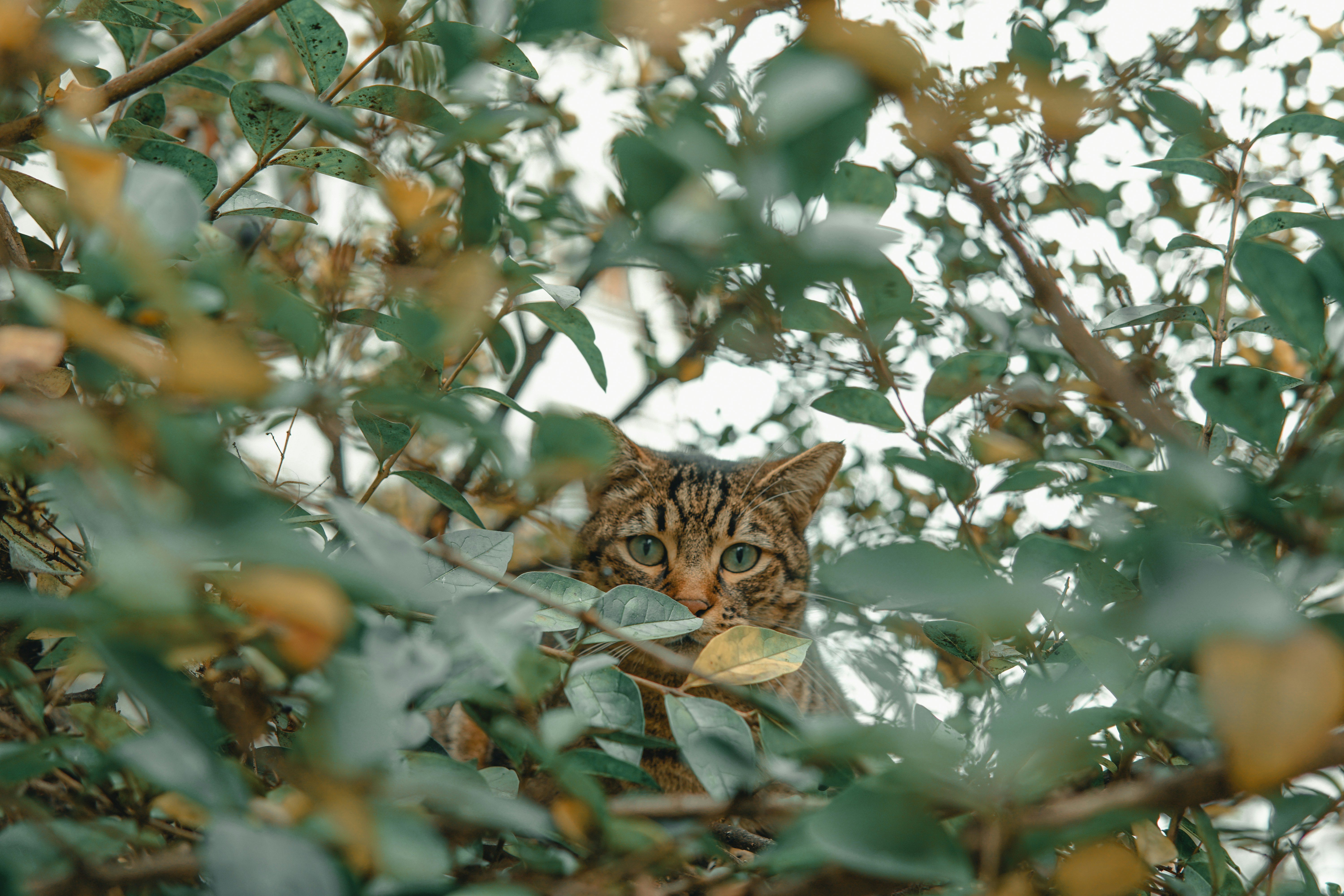 a cat sitting in a tree looking at the camera