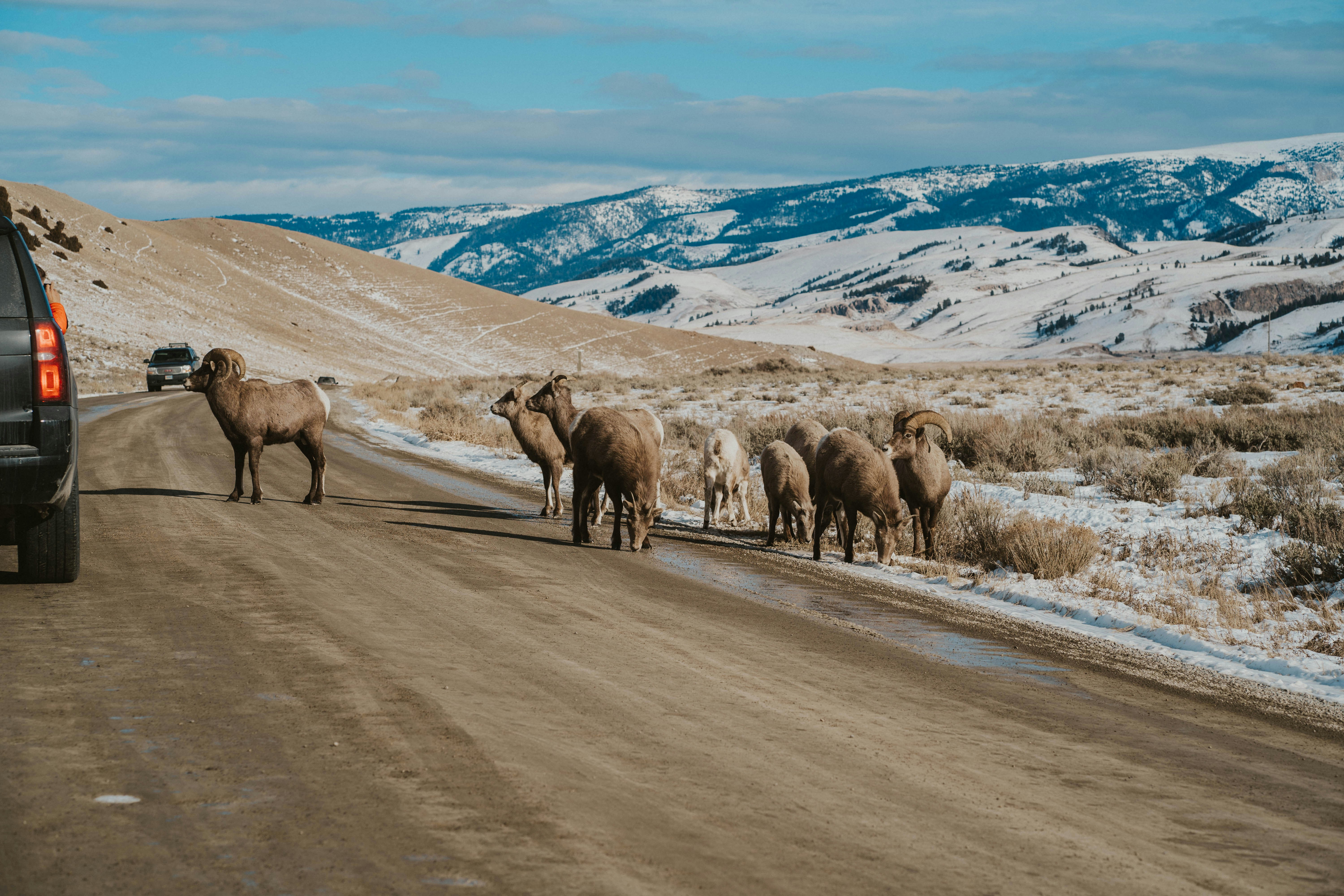 a herd of animals walking across a dirt road