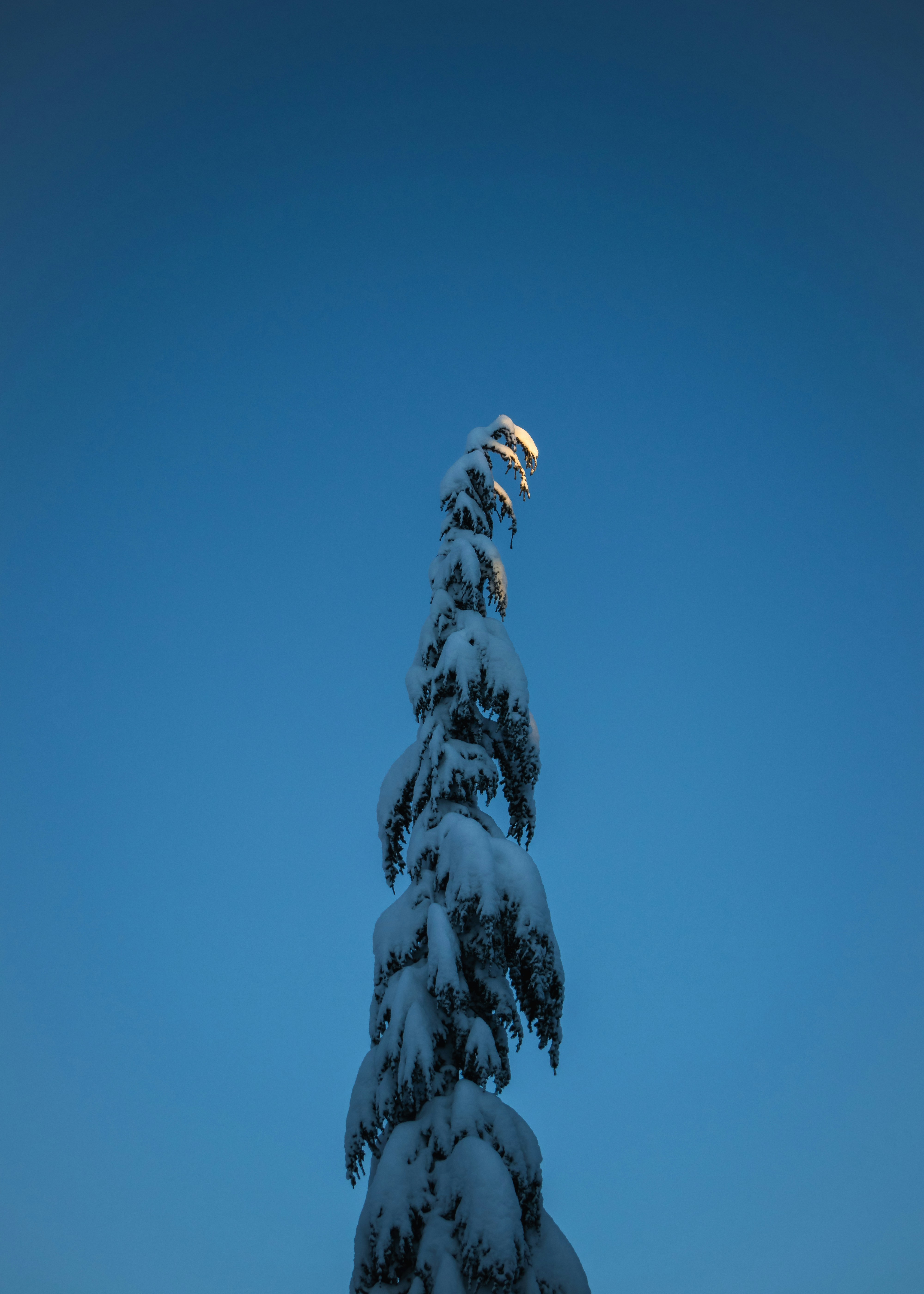 lone snow covered tree top illuminated in the morning sun