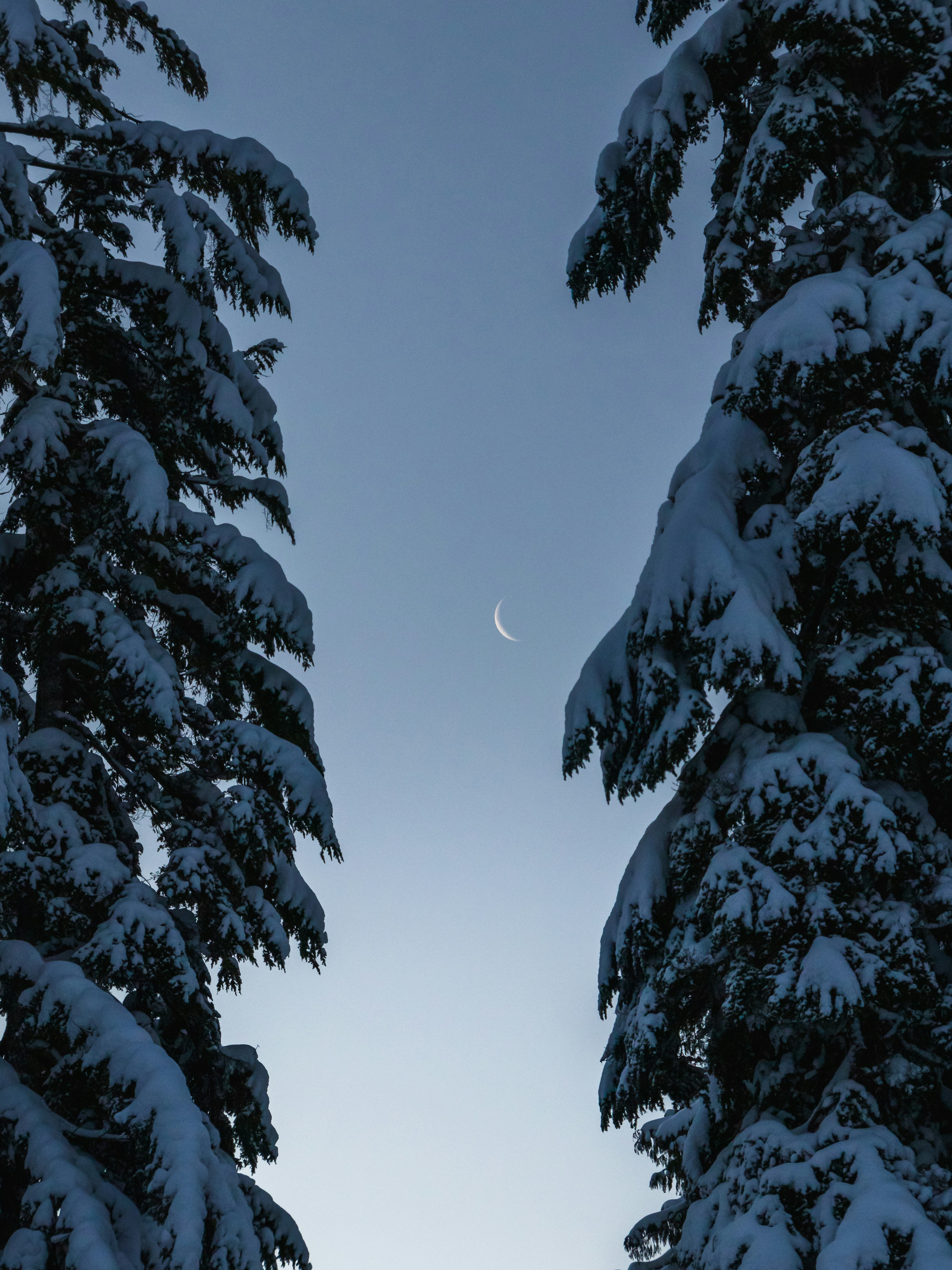 Crescent Moon Between Snow-Covered Pines at Blue Hour