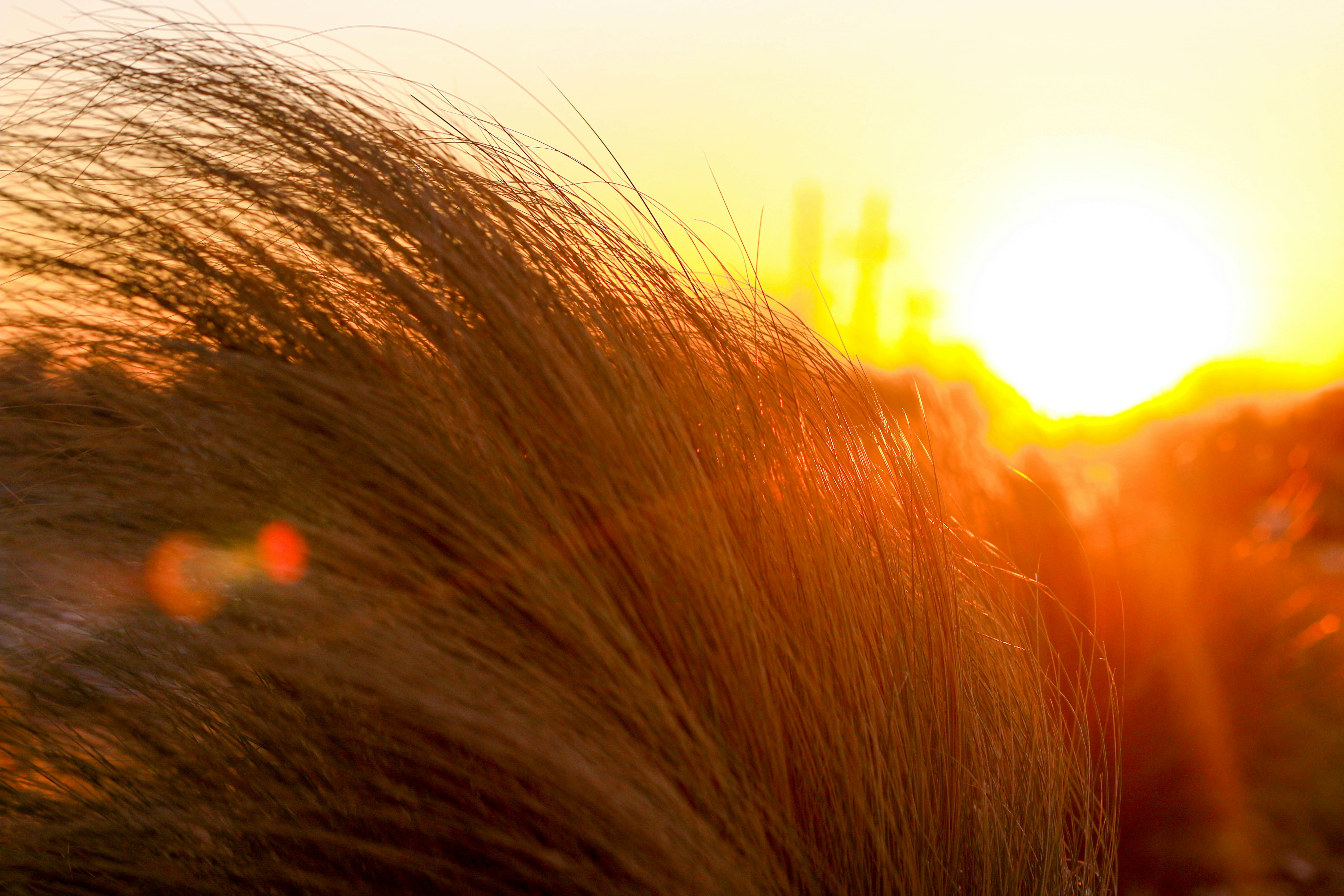 Sunlight filters through wispy grass, creating a warm glow against a vibrant sunset backdrop.