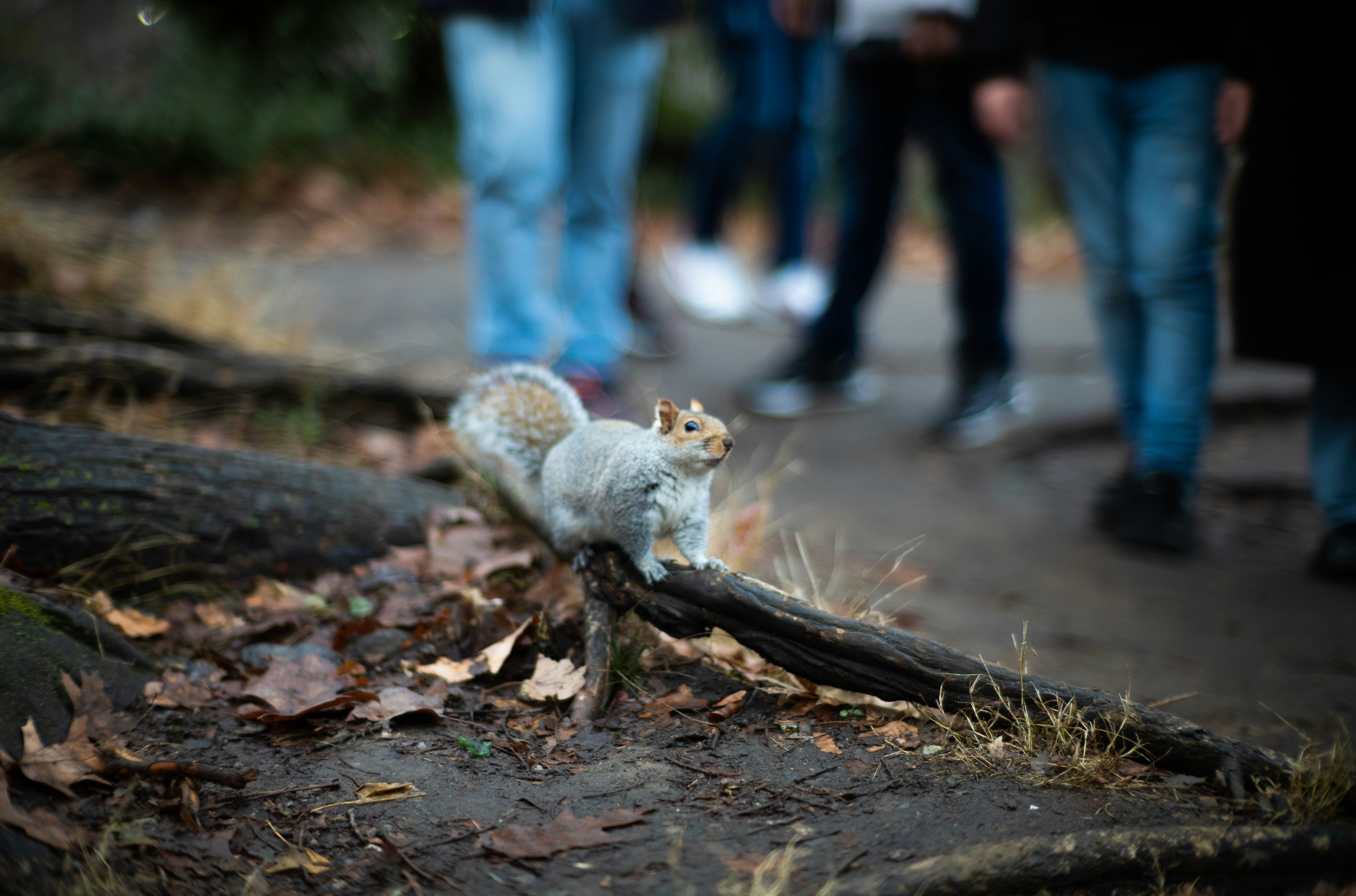 Ground-Level Acrobat: Squirrel on a Log with Onlookers in the Background