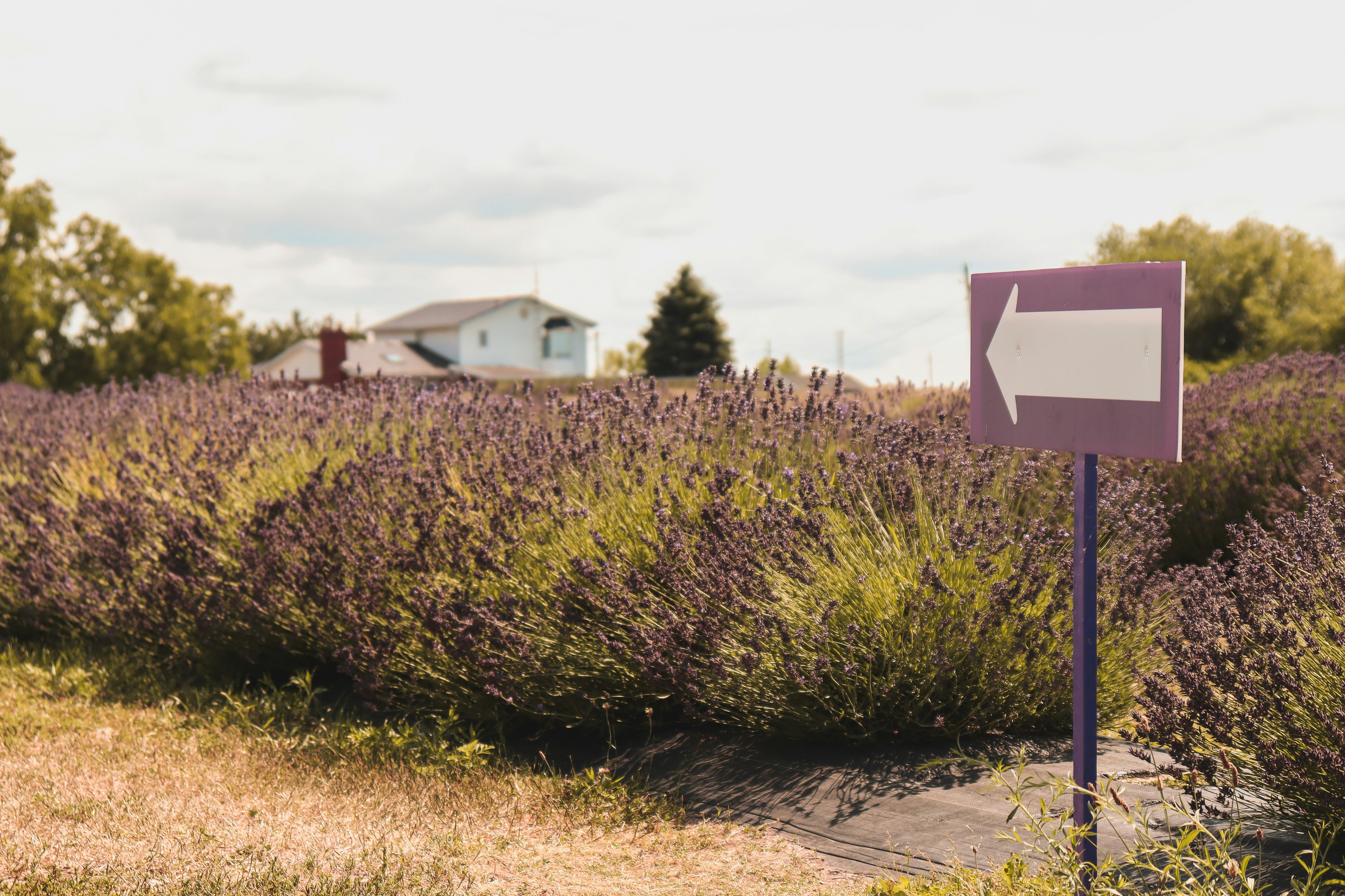 Foto Un letrero en un campo de plantas de lavanda – Imagen Campos gratis en Unsplash