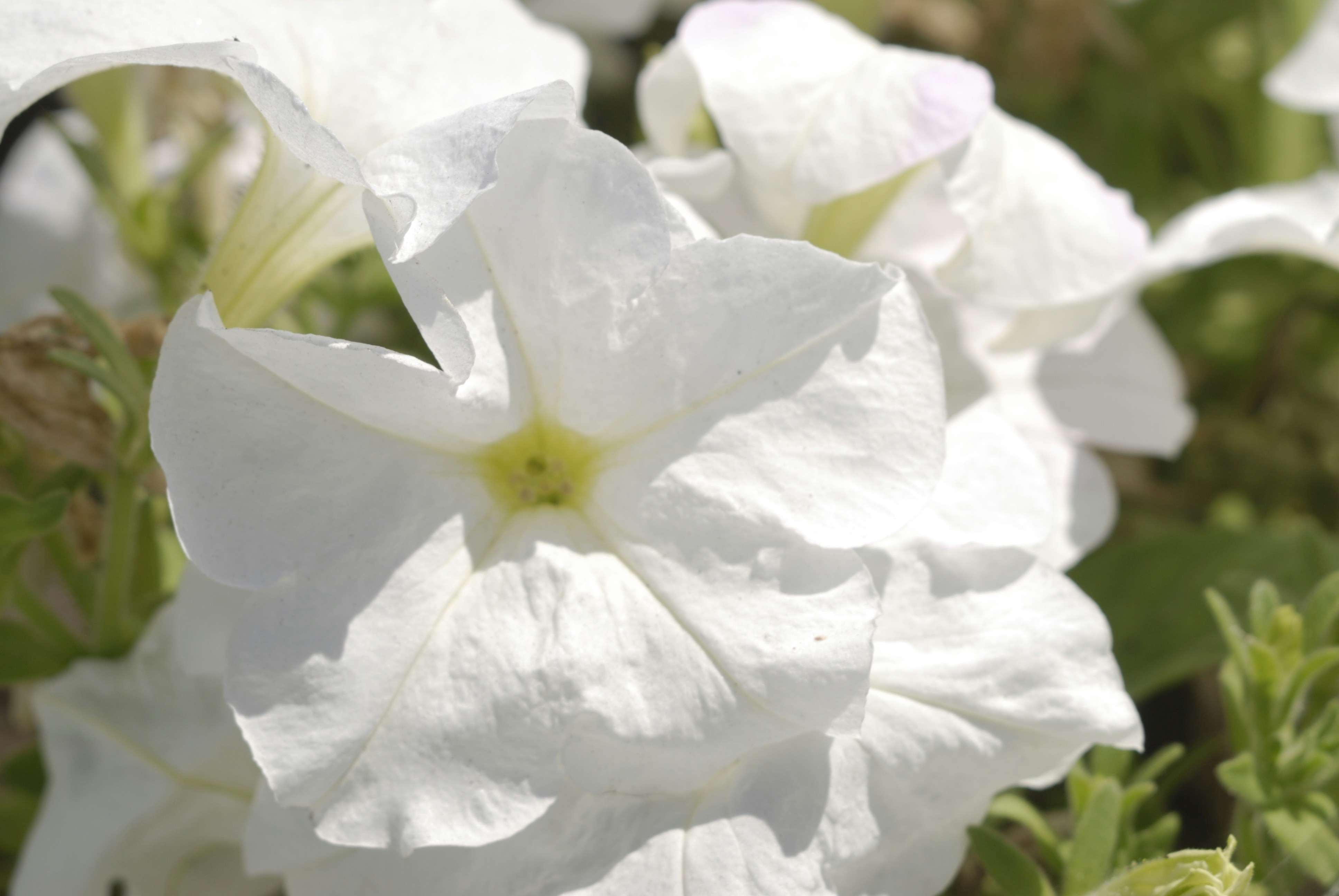 Delicate white petunias bloom softly amidst green foliage, showcasing their intricate textures and subtle hues.