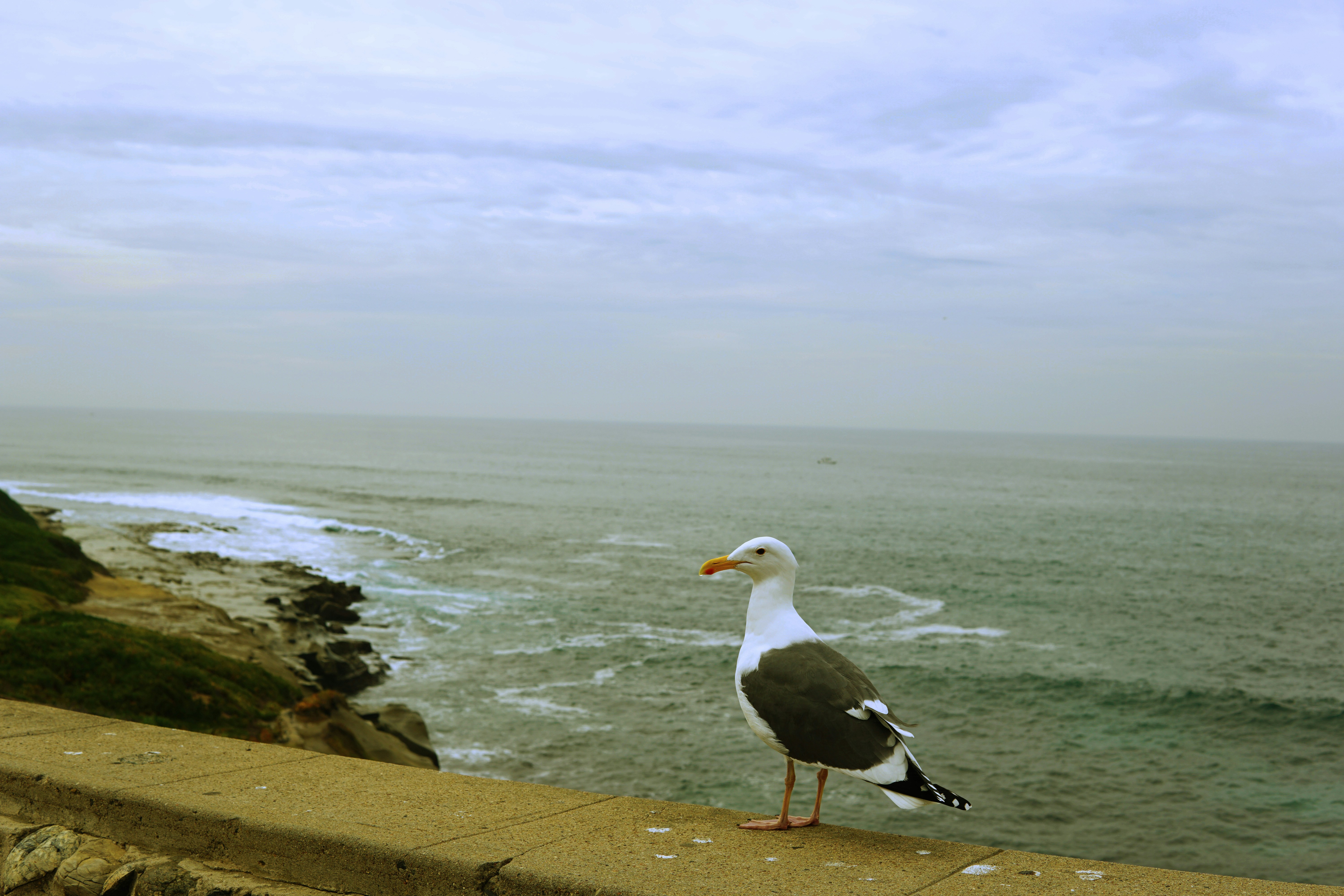 Seagull on a Weathered Seawall Over a Quiet Horizon