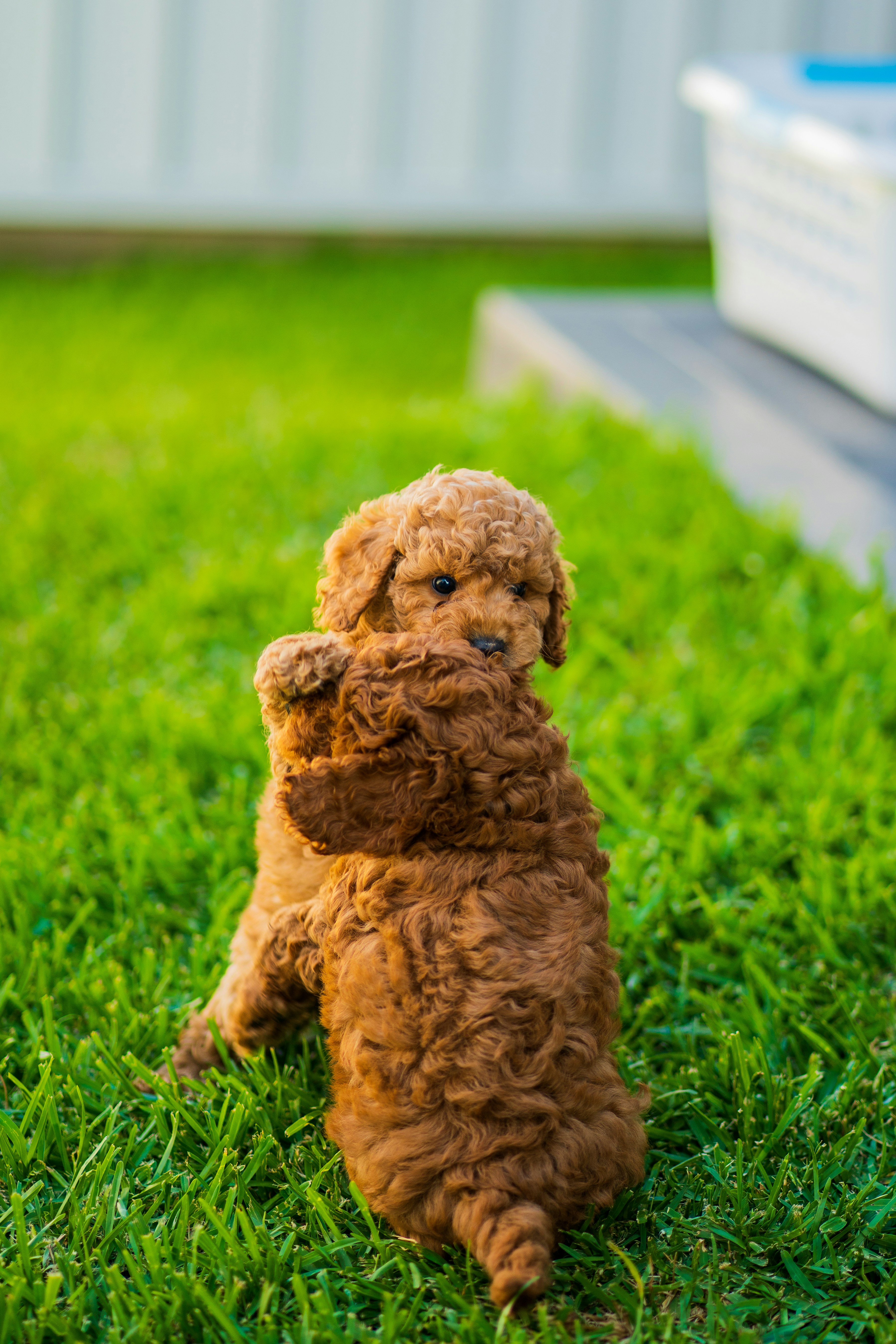 Two Cocoa Poodle Puppies Share a Playful Hug on a Lush Lawn
