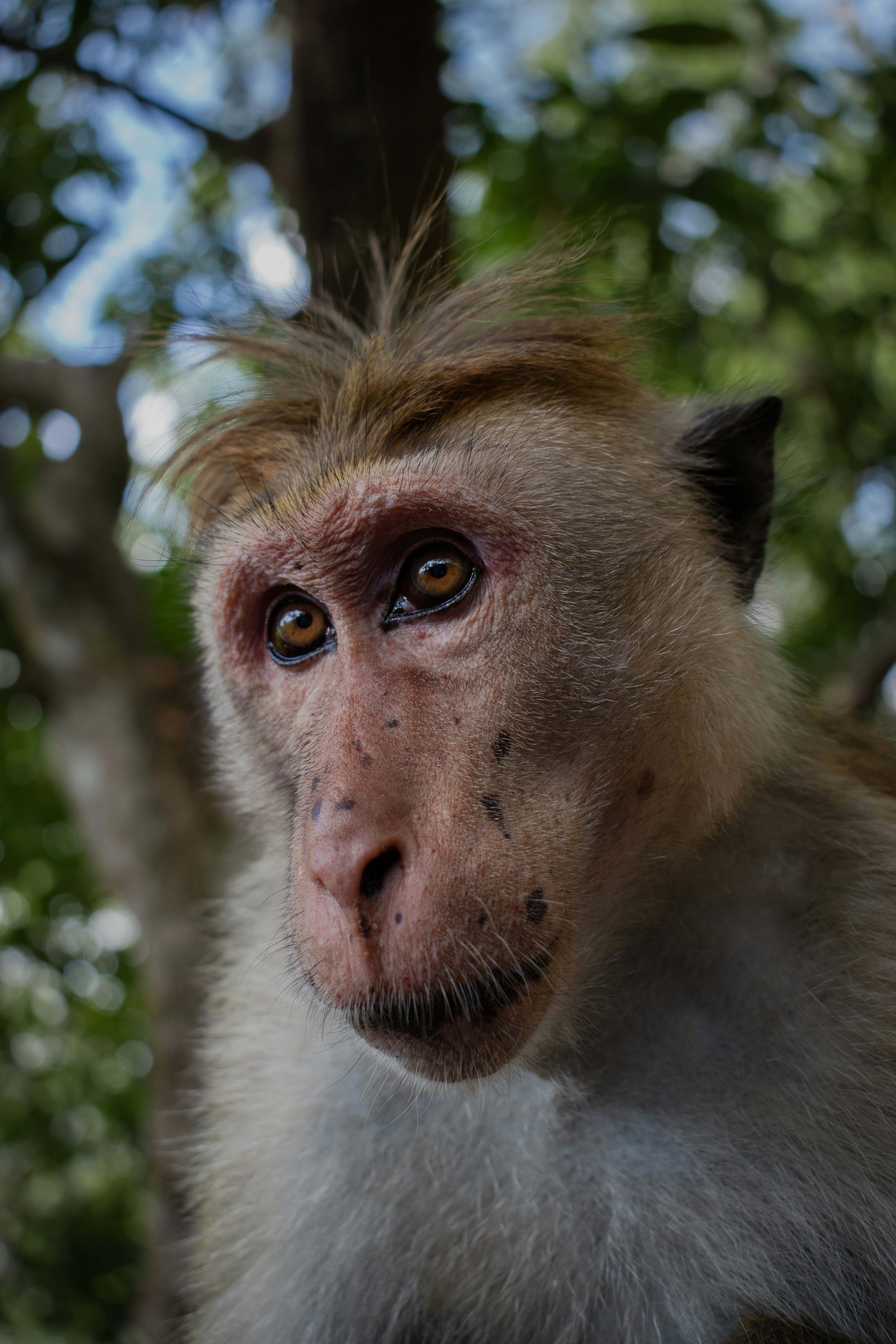 A close up of a monkey near a tree photo – Free Dambulla Image on Unsplash