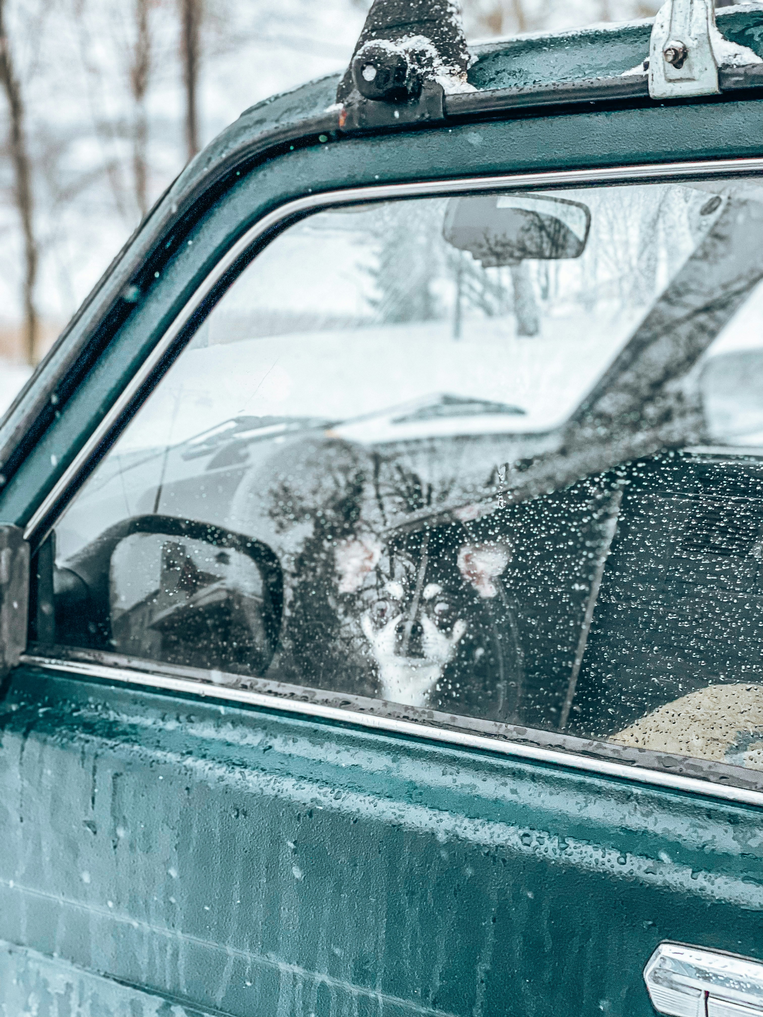 A small dog with distinct markings peeks through a frosted car window, surrounded by a snowy landscape.