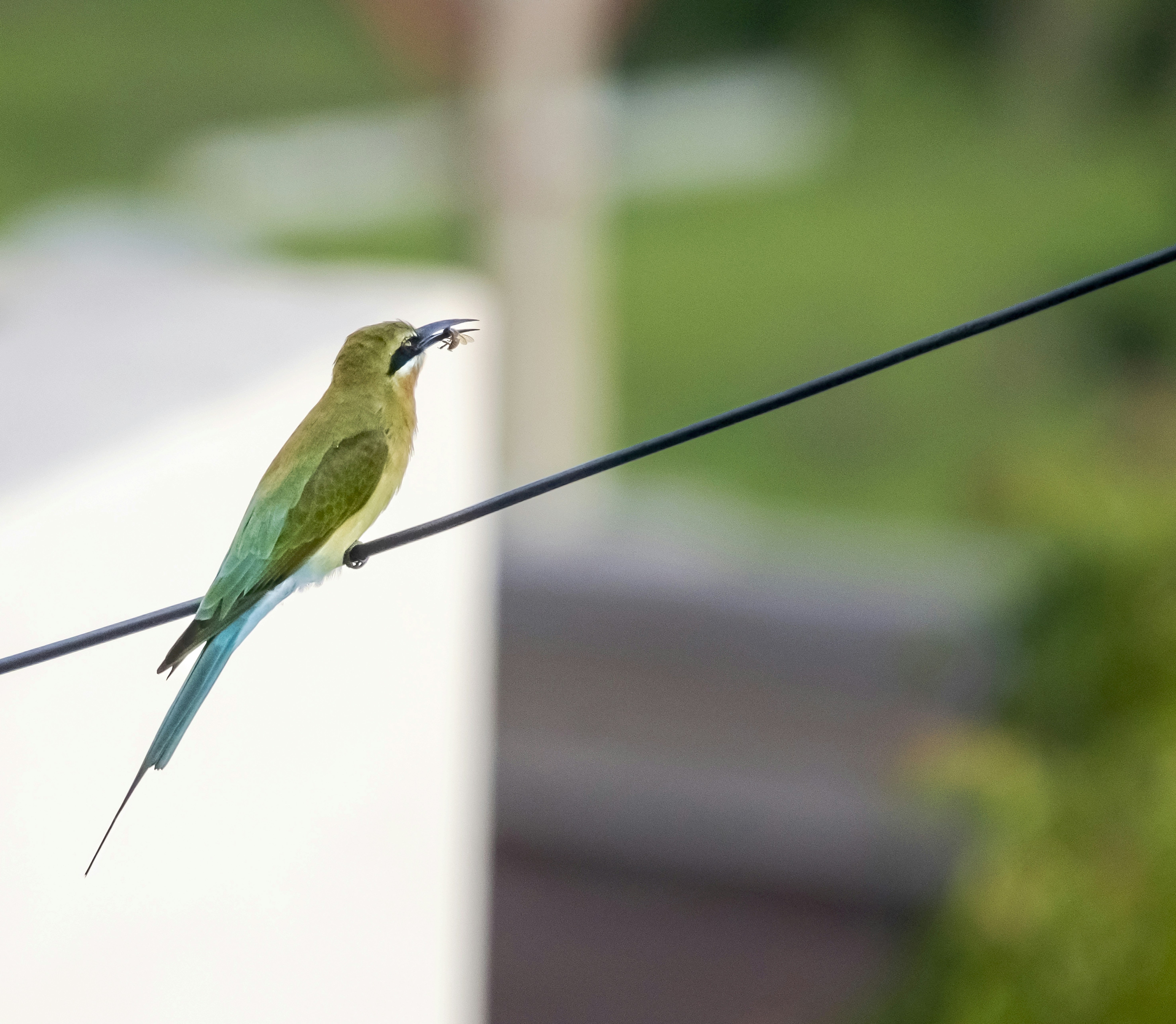 Emerald-Winged Sunbird Perched on a Quiet Wire