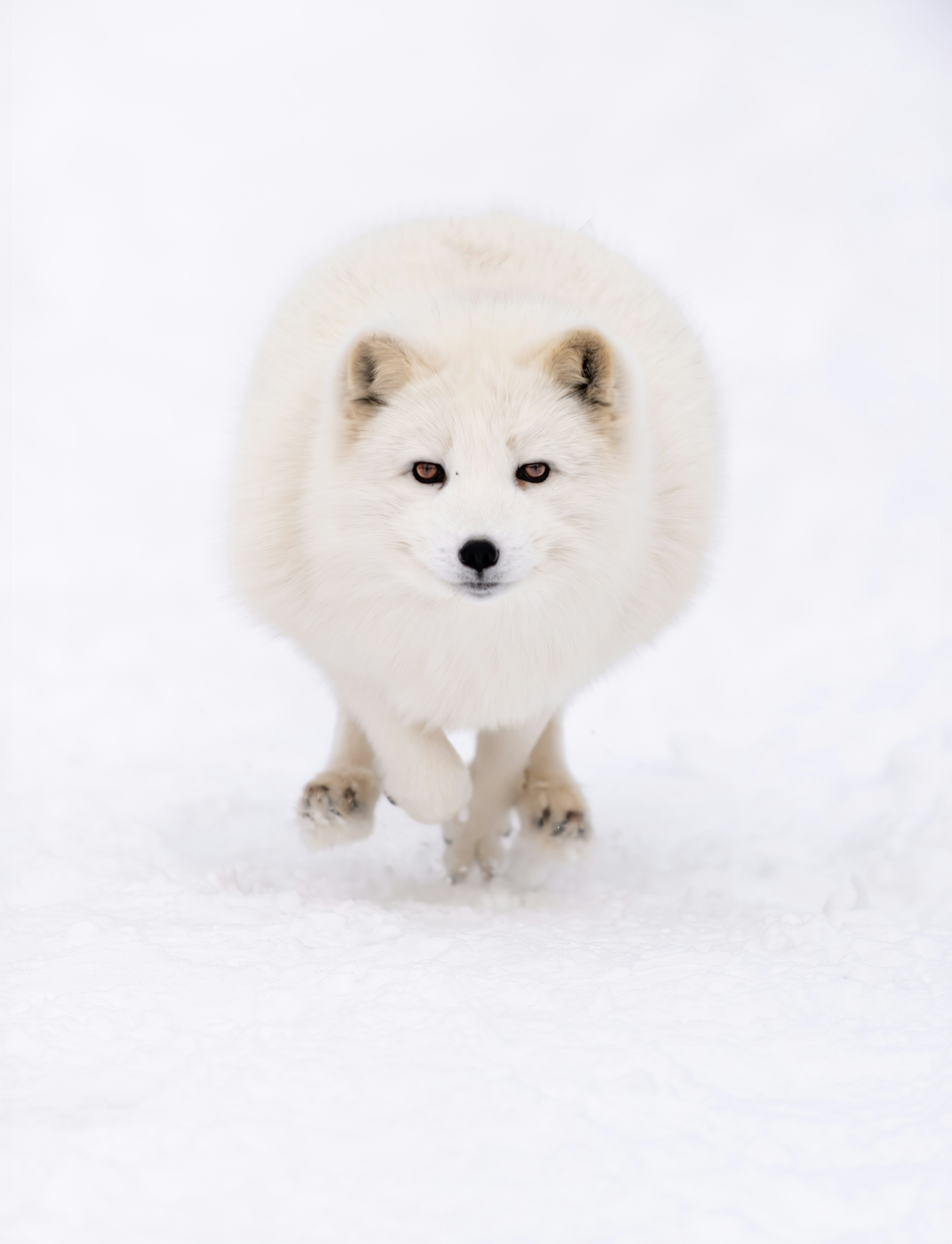 White Arctic fox bounding through a snowy landscape, showcasing its agility and grace.